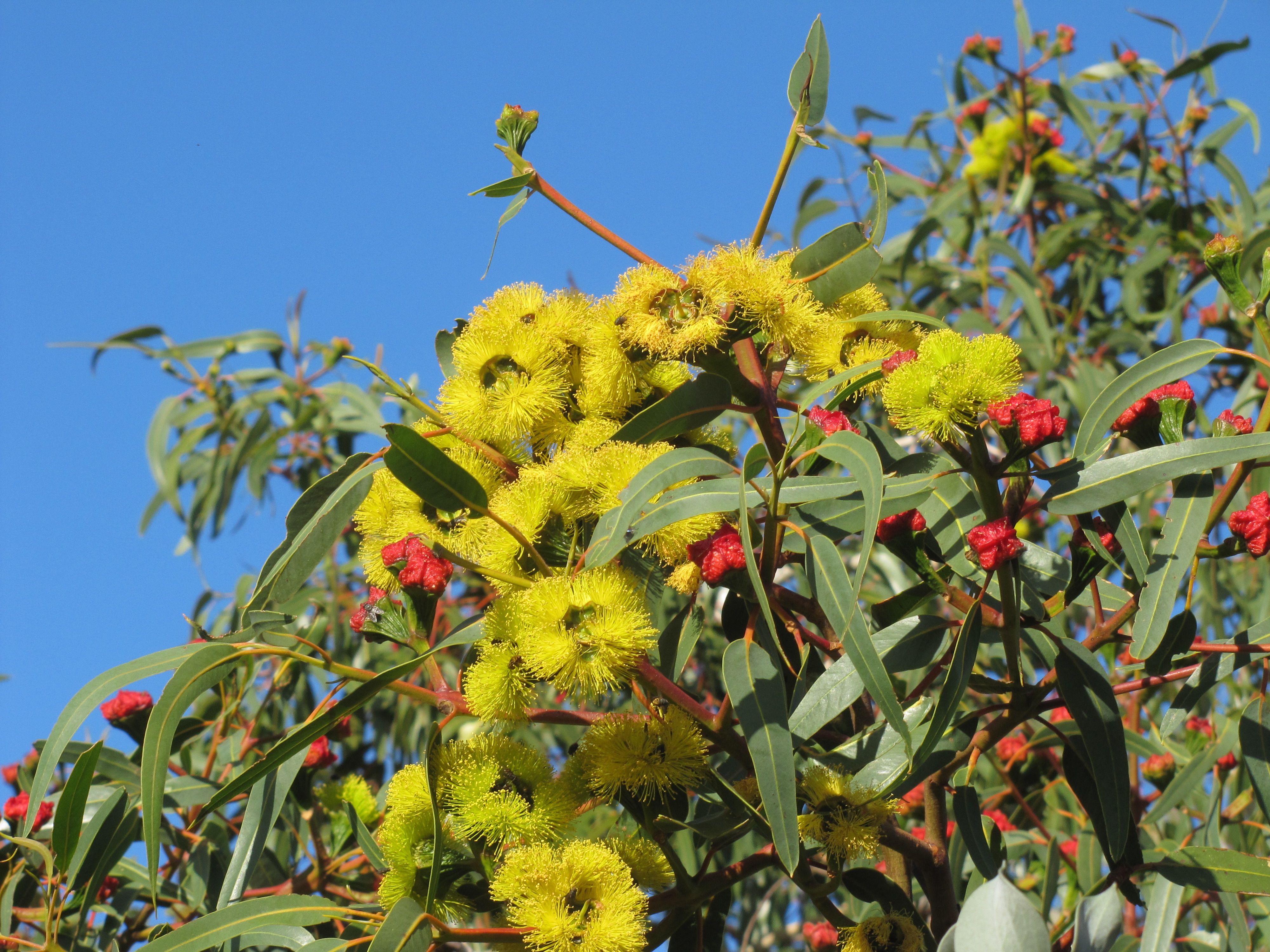 Eucalyptus erythrocorys (red-capped gum), Edithburgh Nature Reserve ...