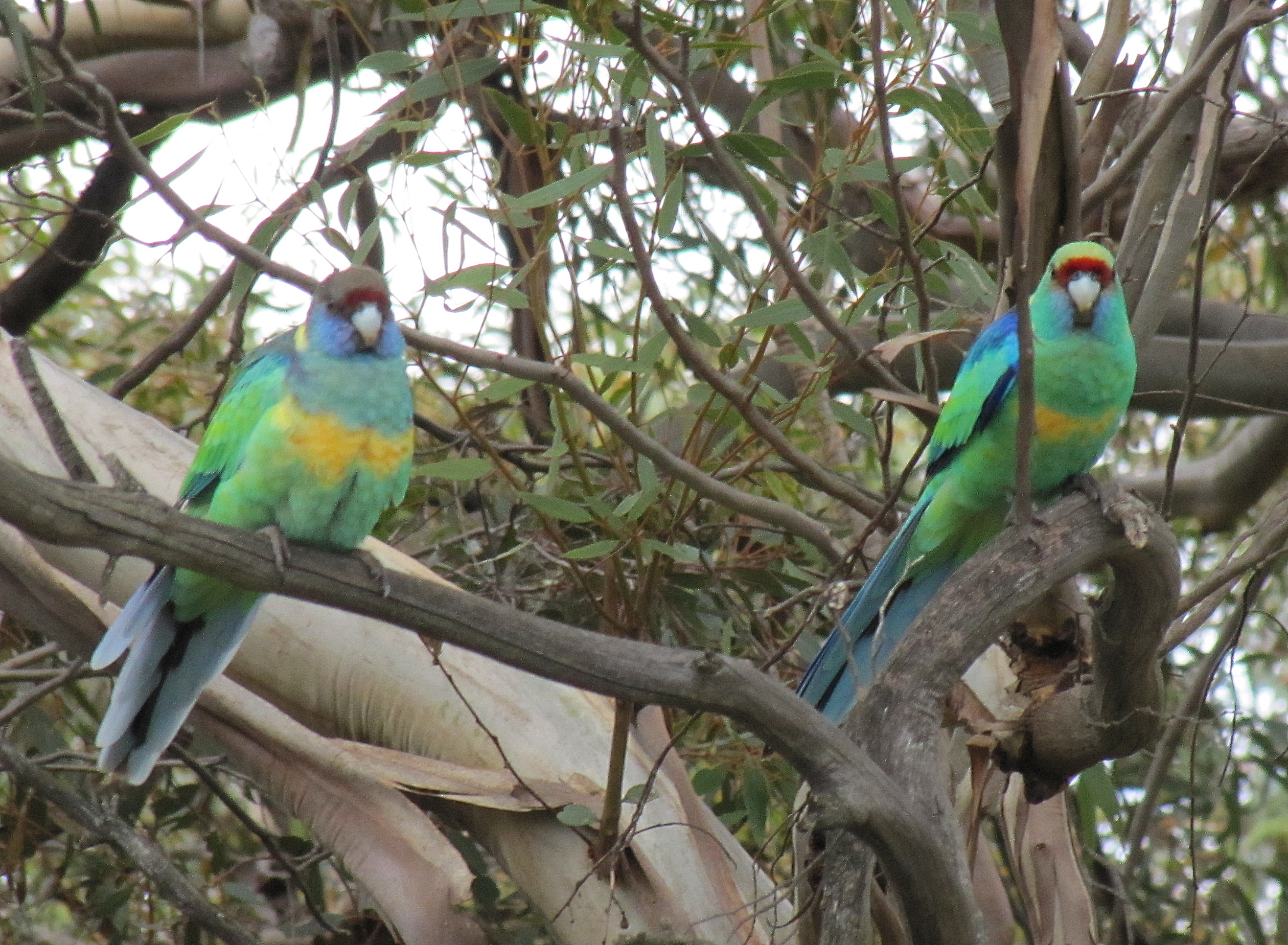 Colour variations in Australian Ringnecks (ssp Mallee Ringneck ...