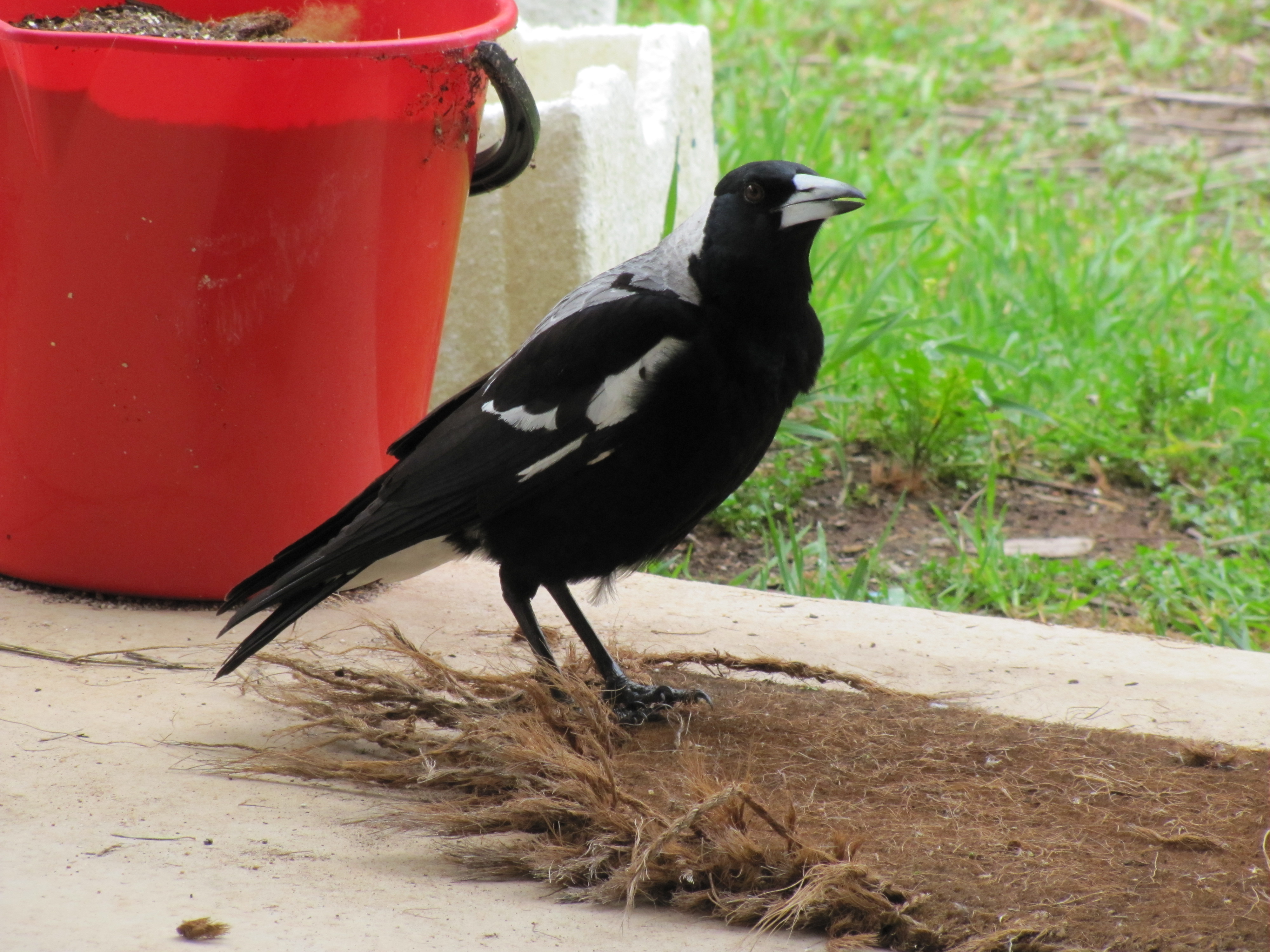 Female Australian Magpie gathering nesting material from a mat - Trevor ...