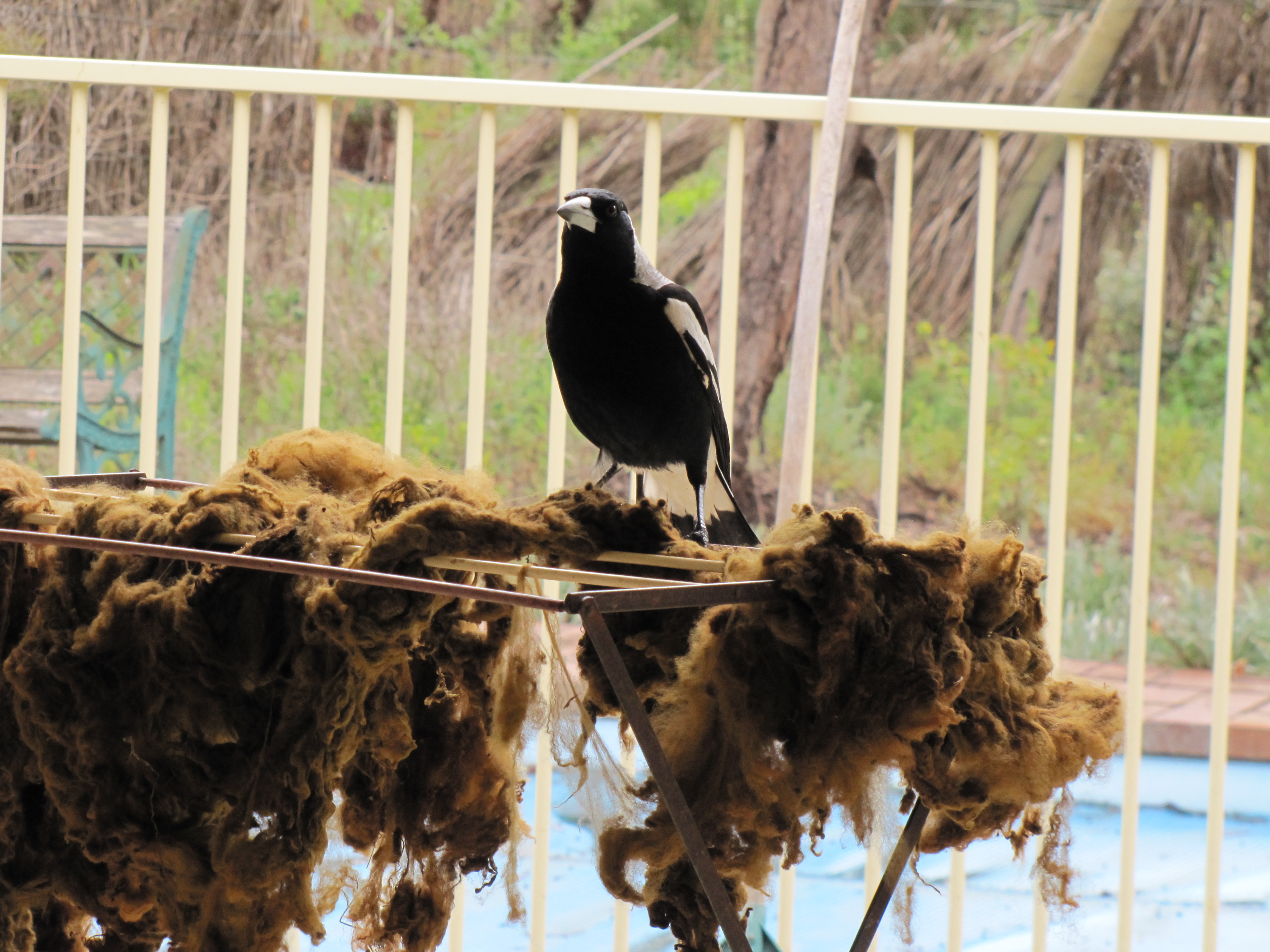Australian Magpie gathering wool for nesting material - Trevor's Birding