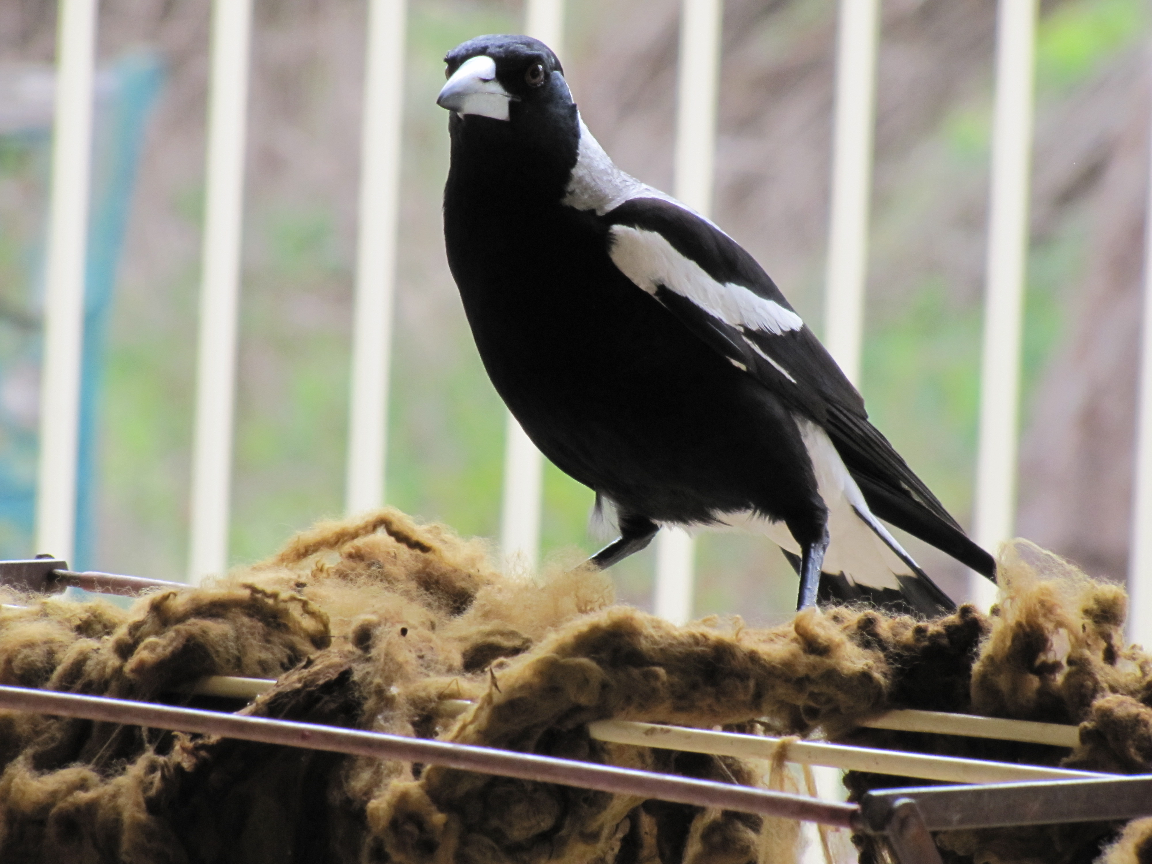 Australian Magpie gathering wool for nesting material - Trevor's Birding