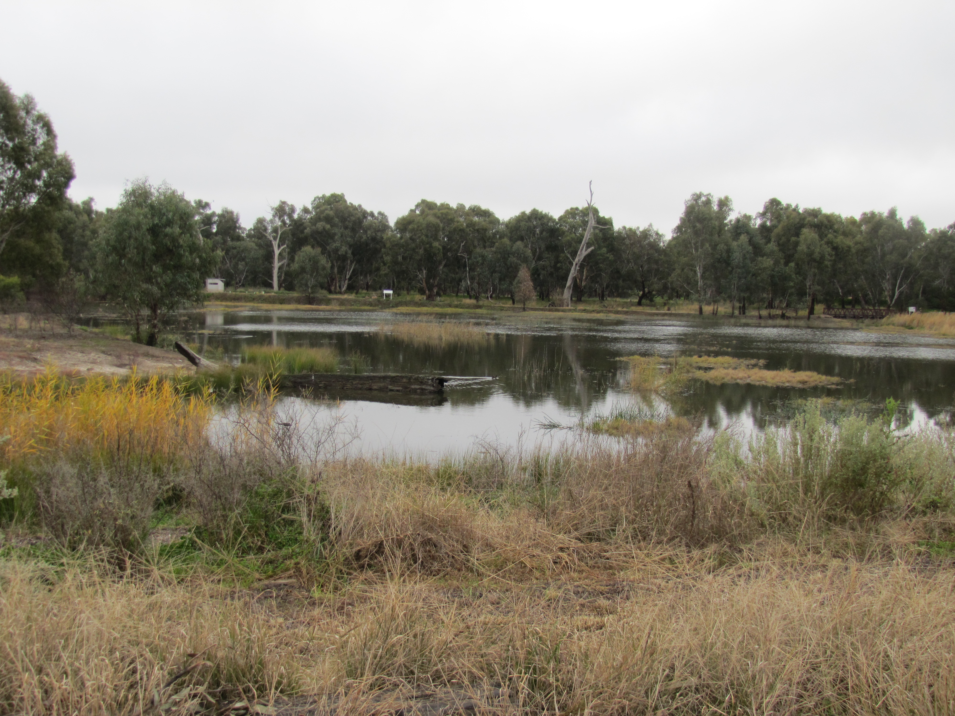 Wetlands at Narrandera, New South Wales - Trevor's Birding