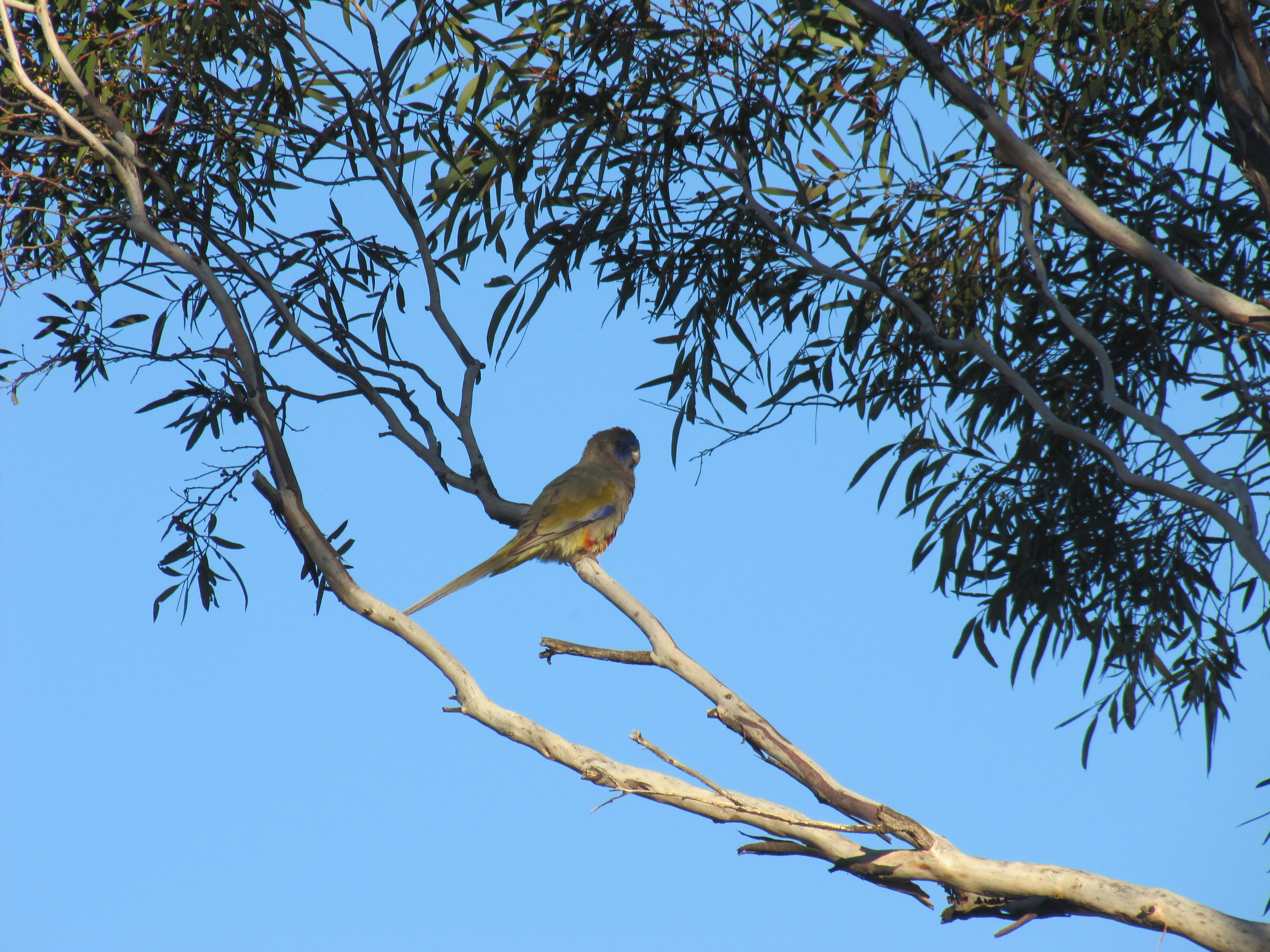 Blue Bonnet Parrot - Trevor's Birding