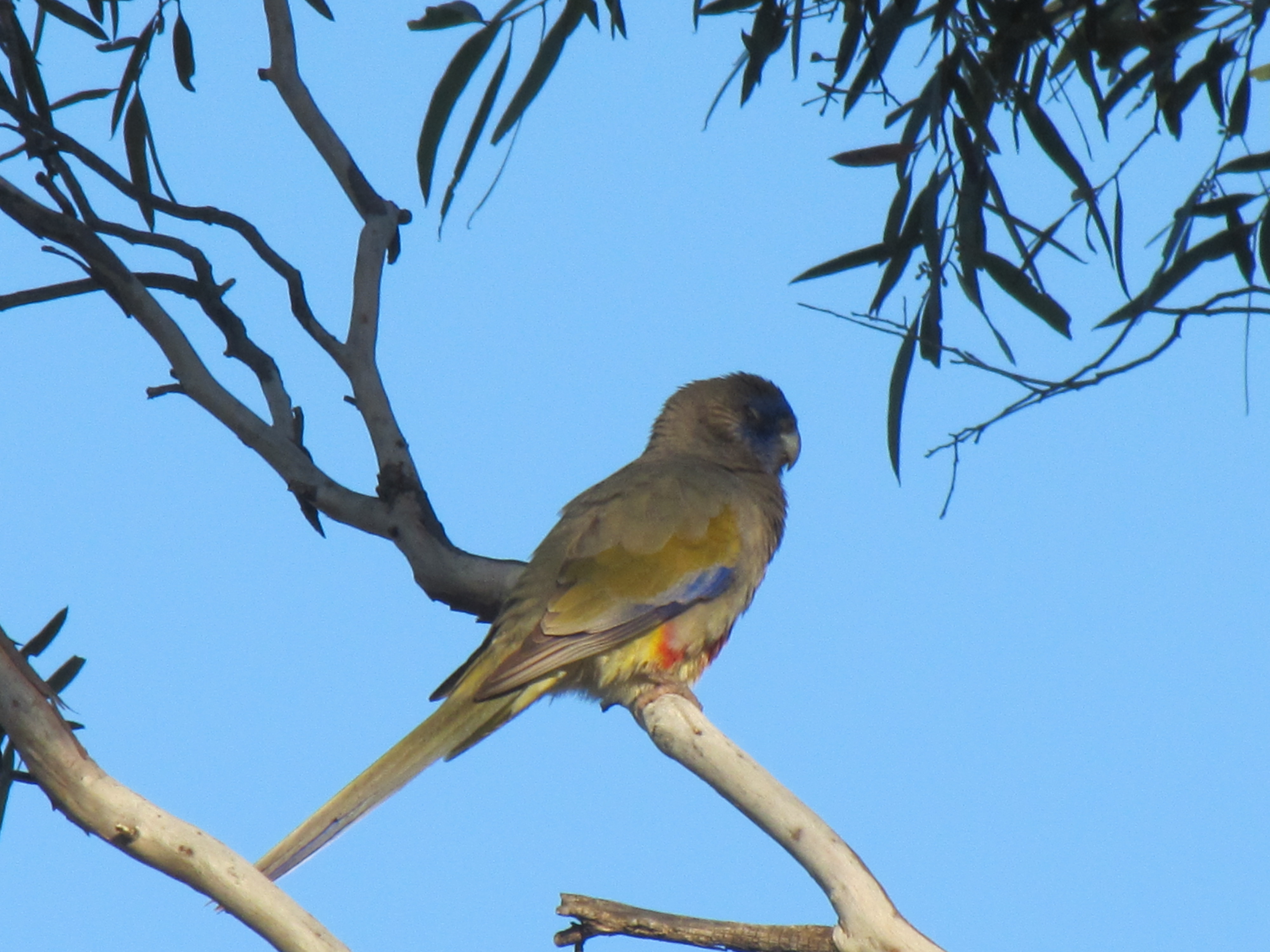 Blue Bonnet Parrot - Trevor's Birding