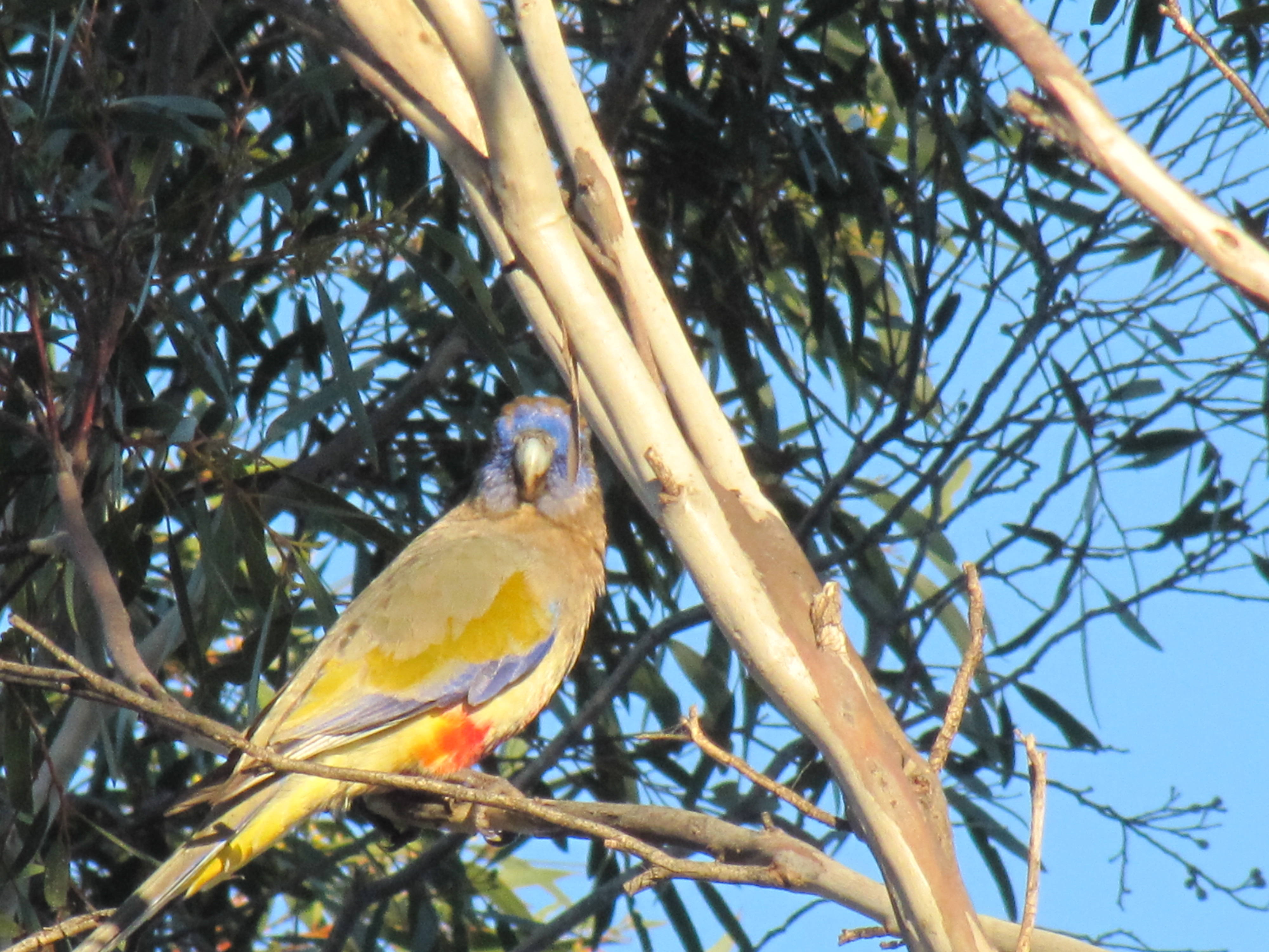 Blue Bonnet Parrot - Trevor's Birding