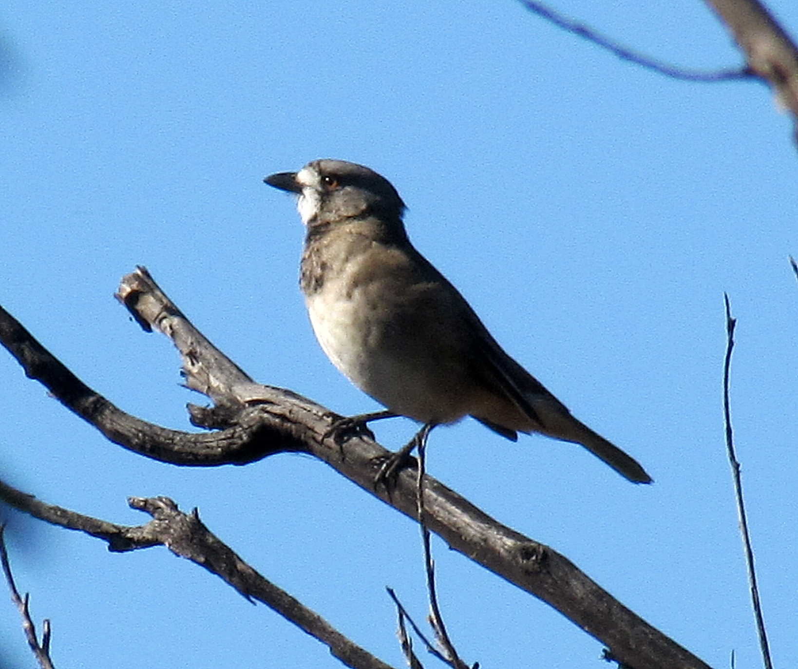 Crested Bellbird, Hattah-Kulkyne National Park, Victoria - Trevor's Birding