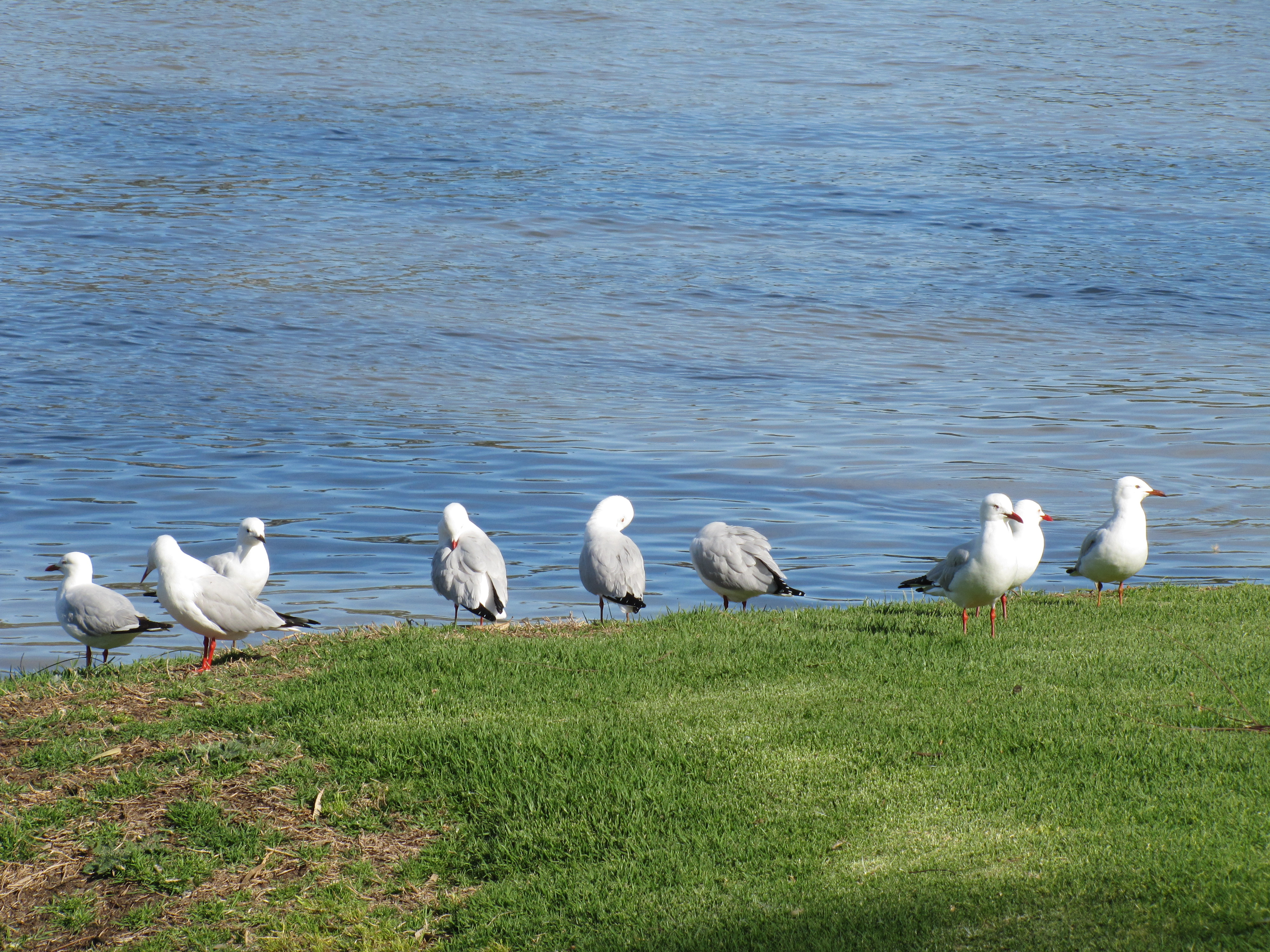 Silver Gulls, Mannum, South Australia - Trevor's Birding
