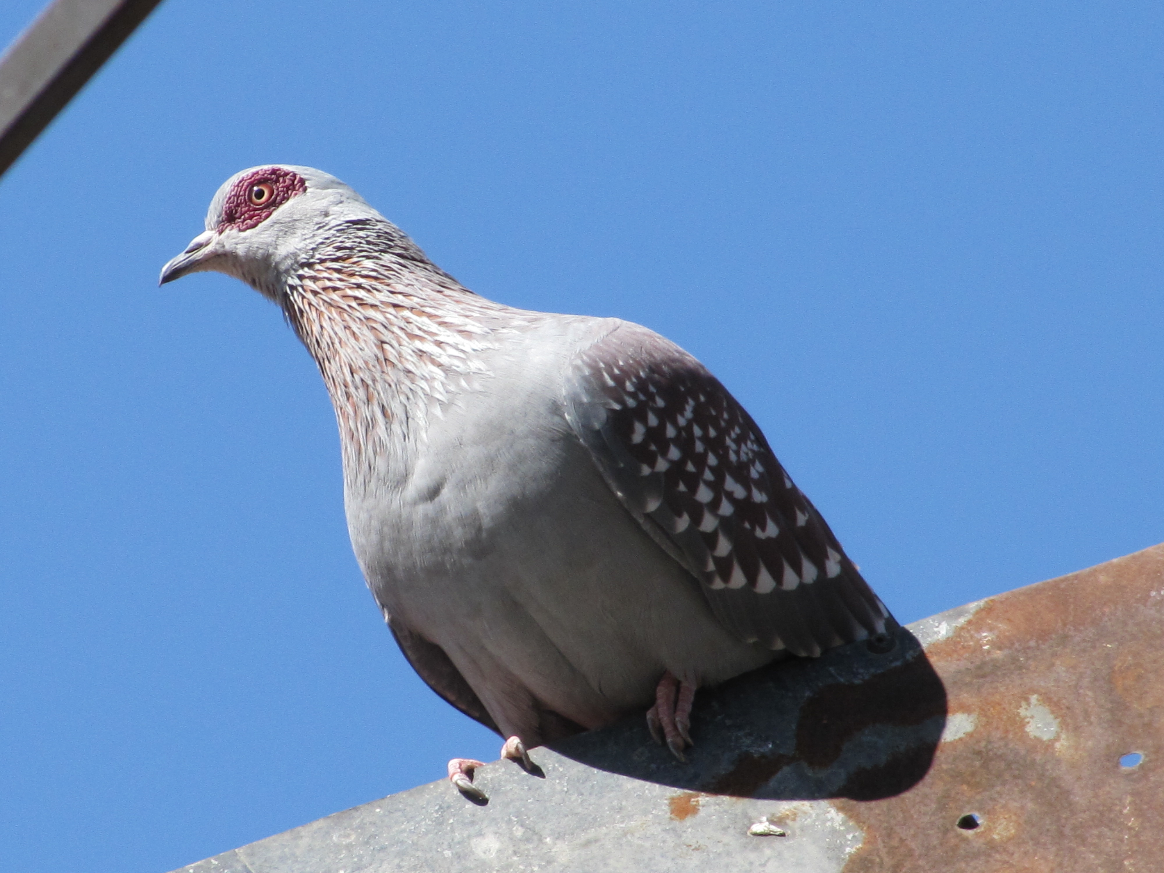 Speckled Pigeon (Columba guinea), Addis Ababa, Ethiopia - Trevor's Birding