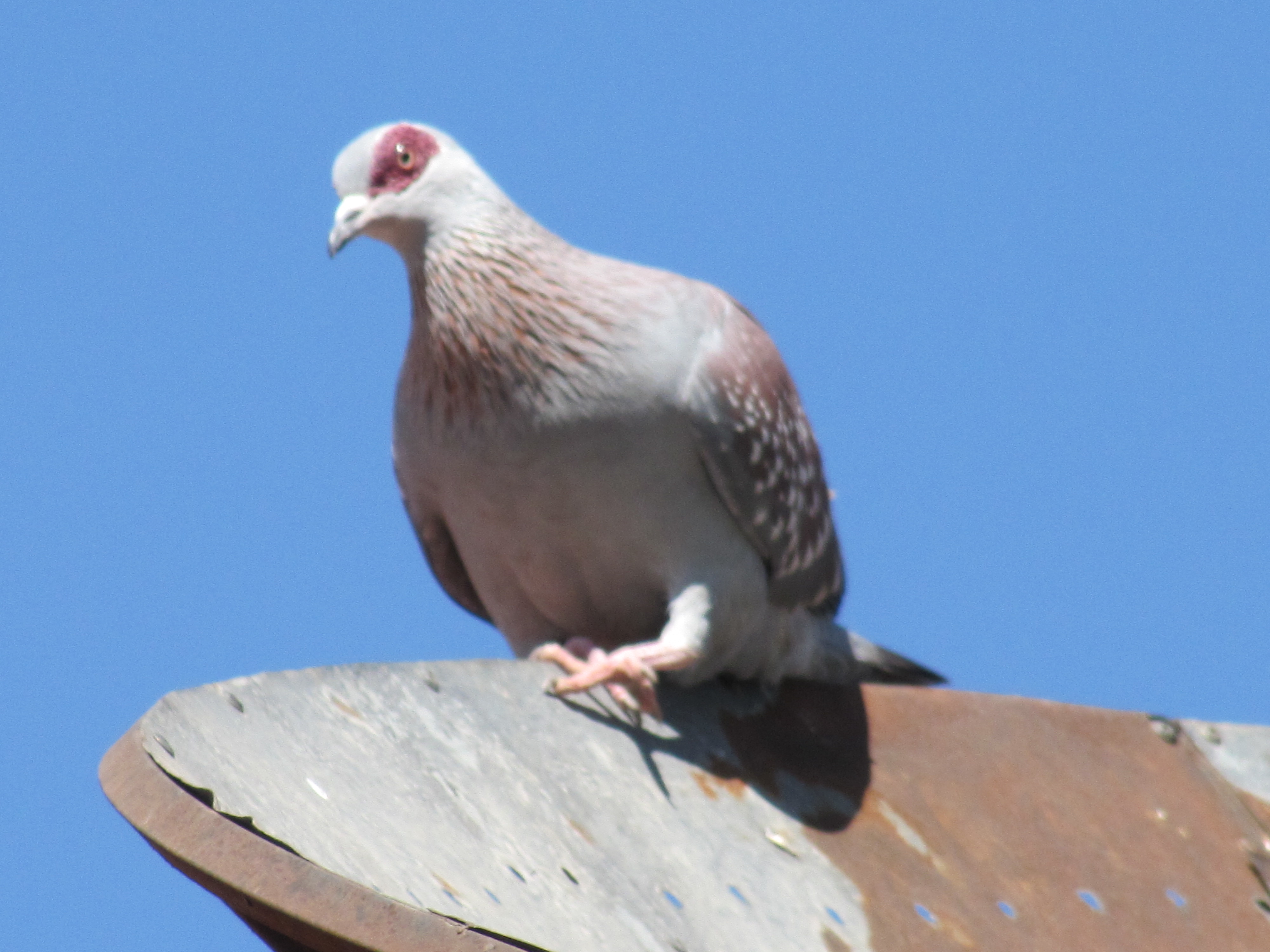 Speckled Pigeon (Columba guinea), Addis Ababa, Ethiopia - Trevor's Birding