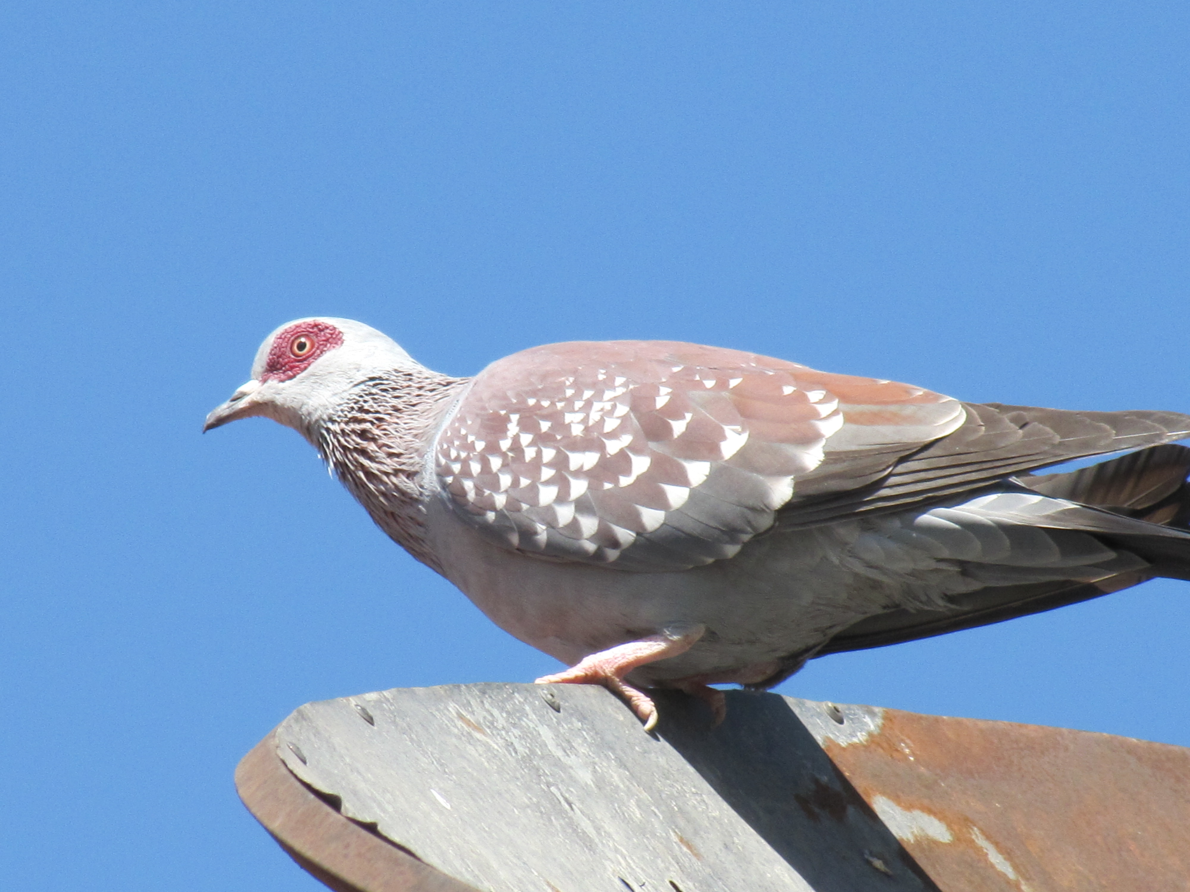Speckled Pigeon (Columba guinea), Addis Ababa, Ethiopia - Trevor's Birding