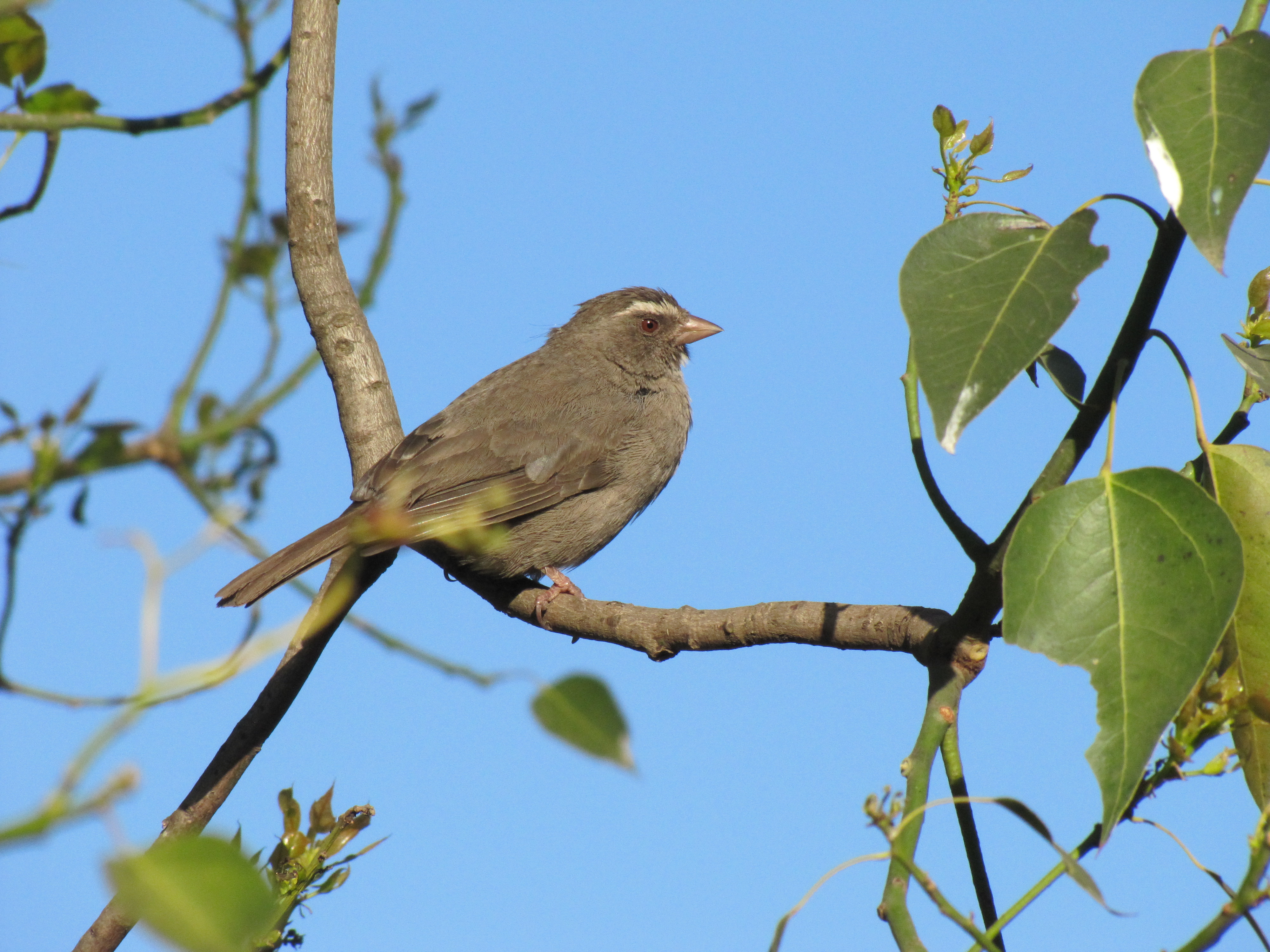 Brown-rumped Seedeater, Addis Ababa, Ethiopia - Trevor's Birding