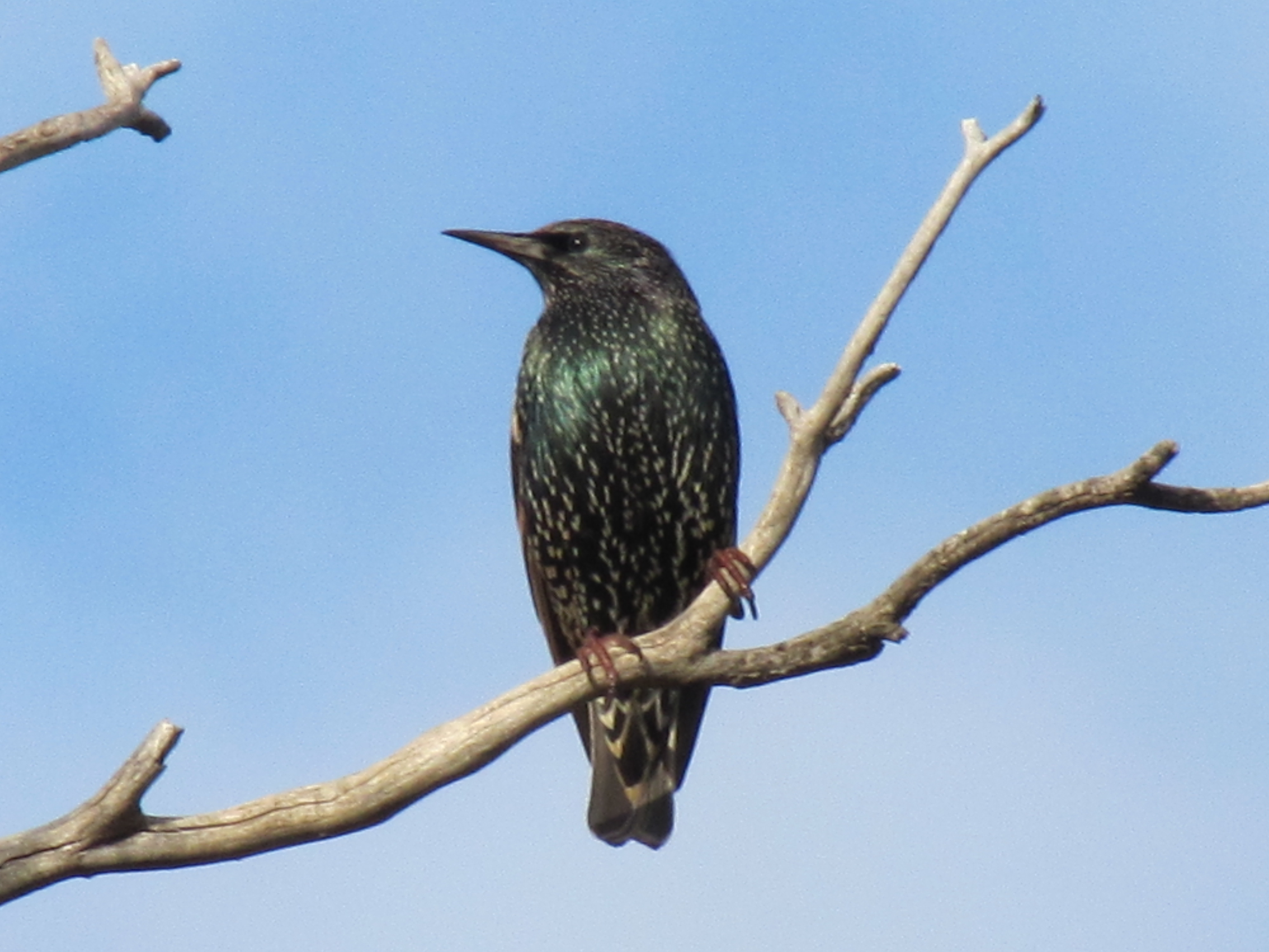 Common Starling - Trevor's Birding