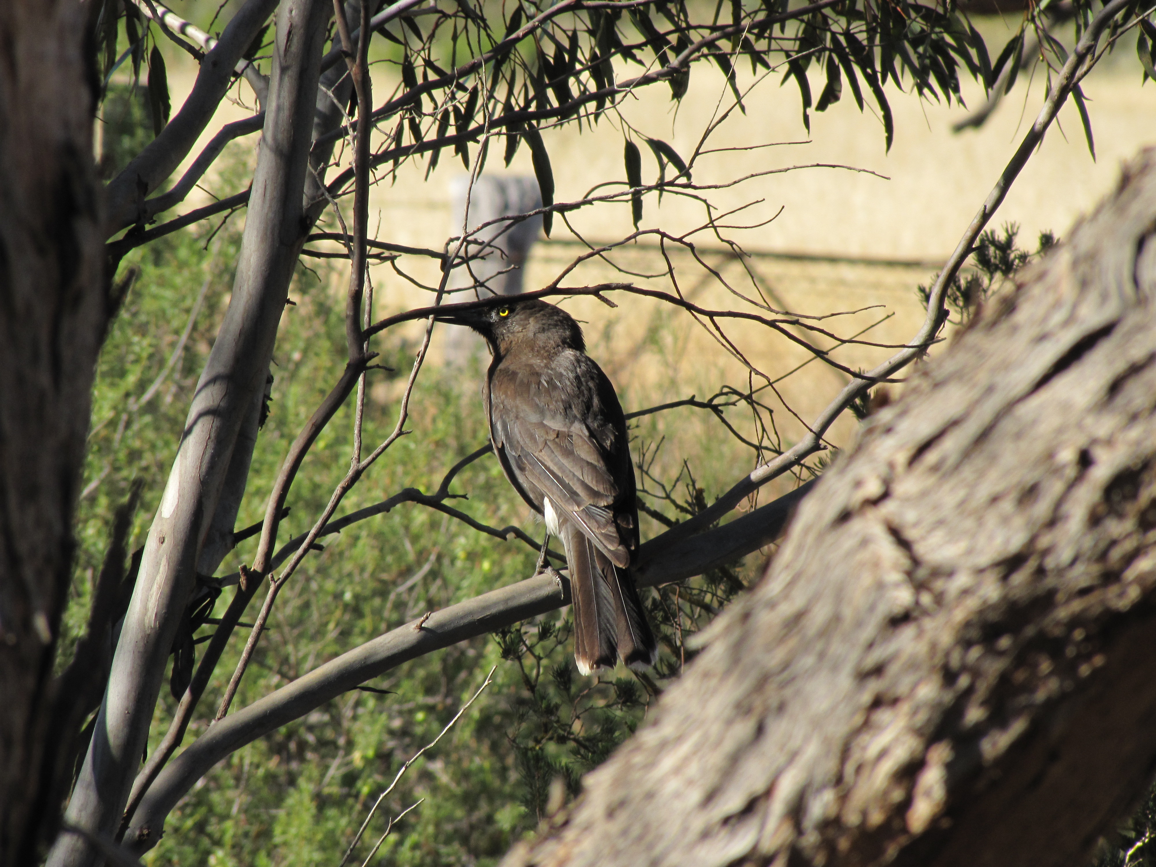 Grey Currawong - Trevor's Birding