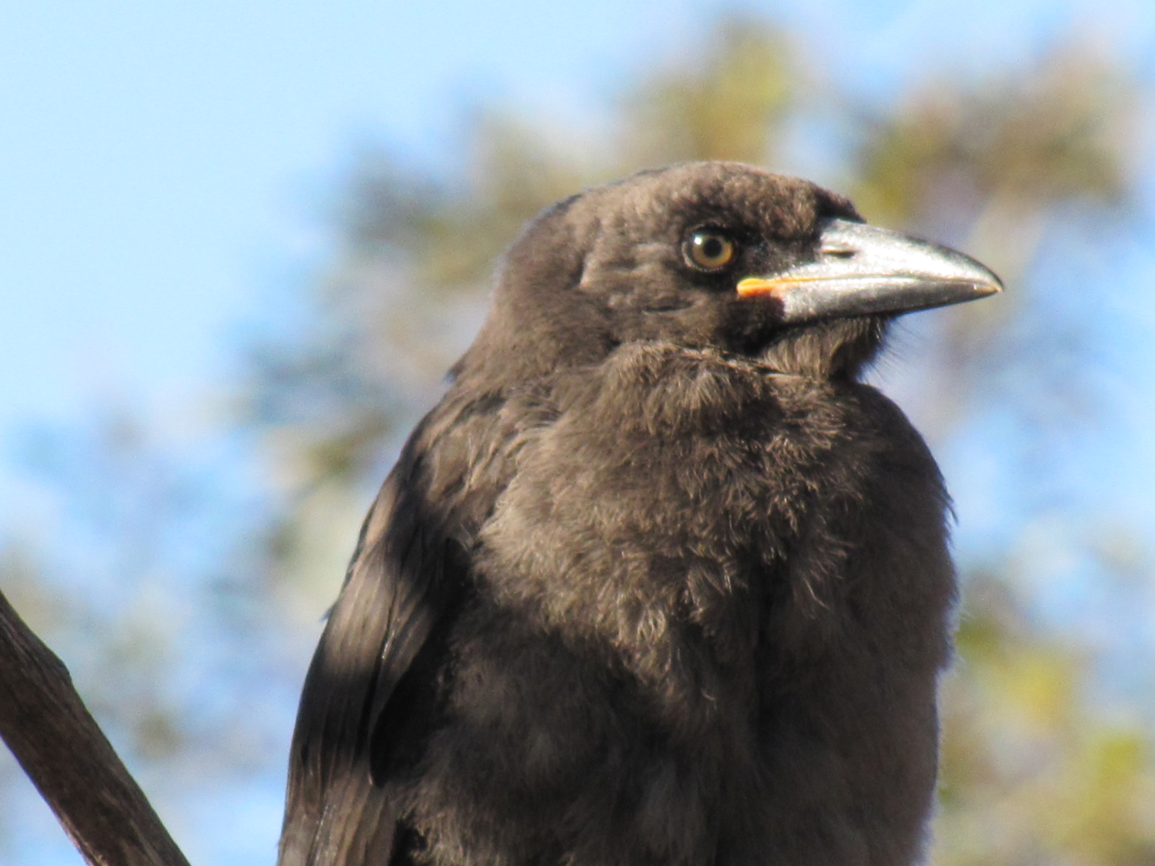 Young Grey Currawong - Trevor's Birding