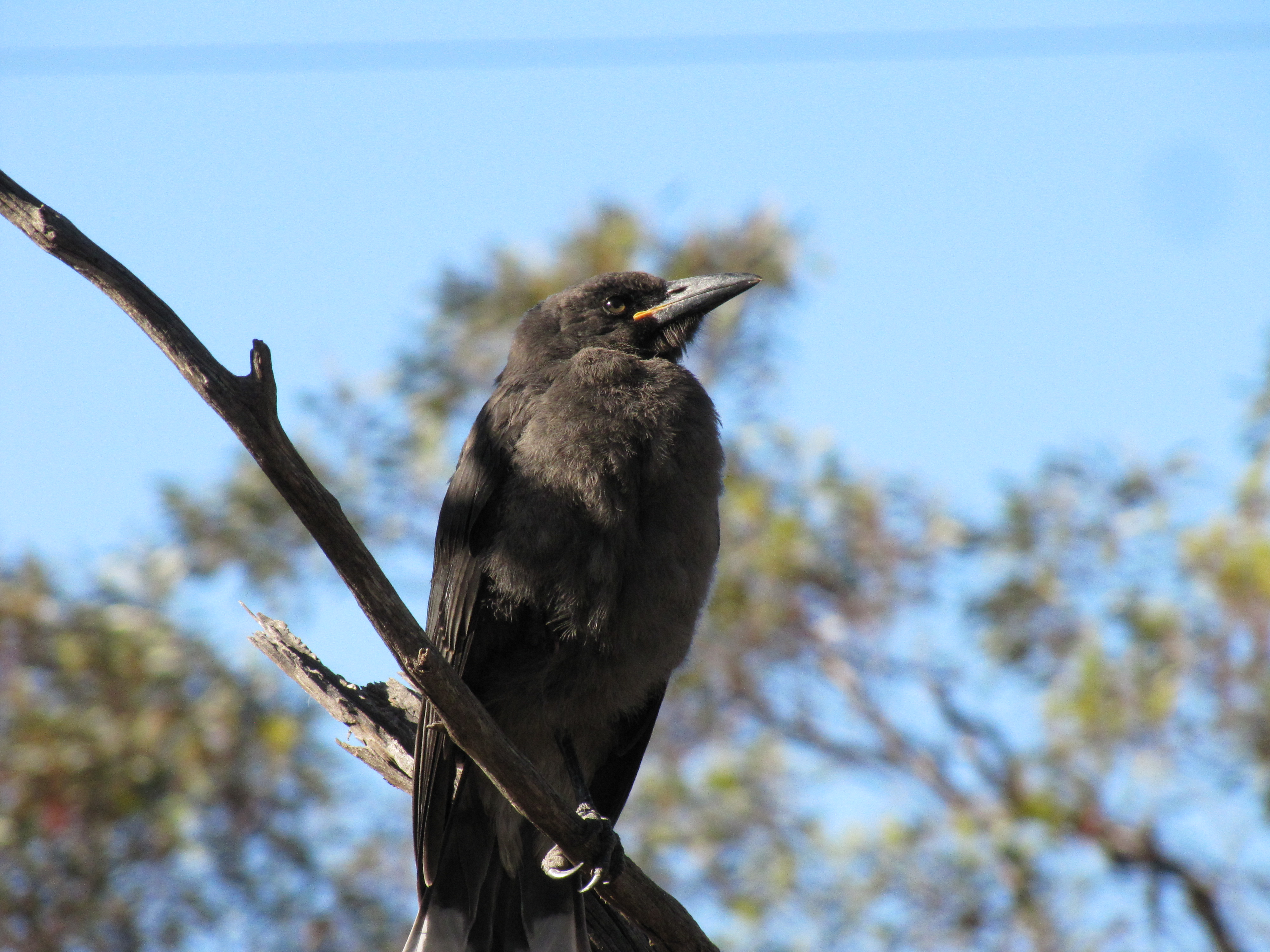 Young Grey Currawong - Trevor's Birding