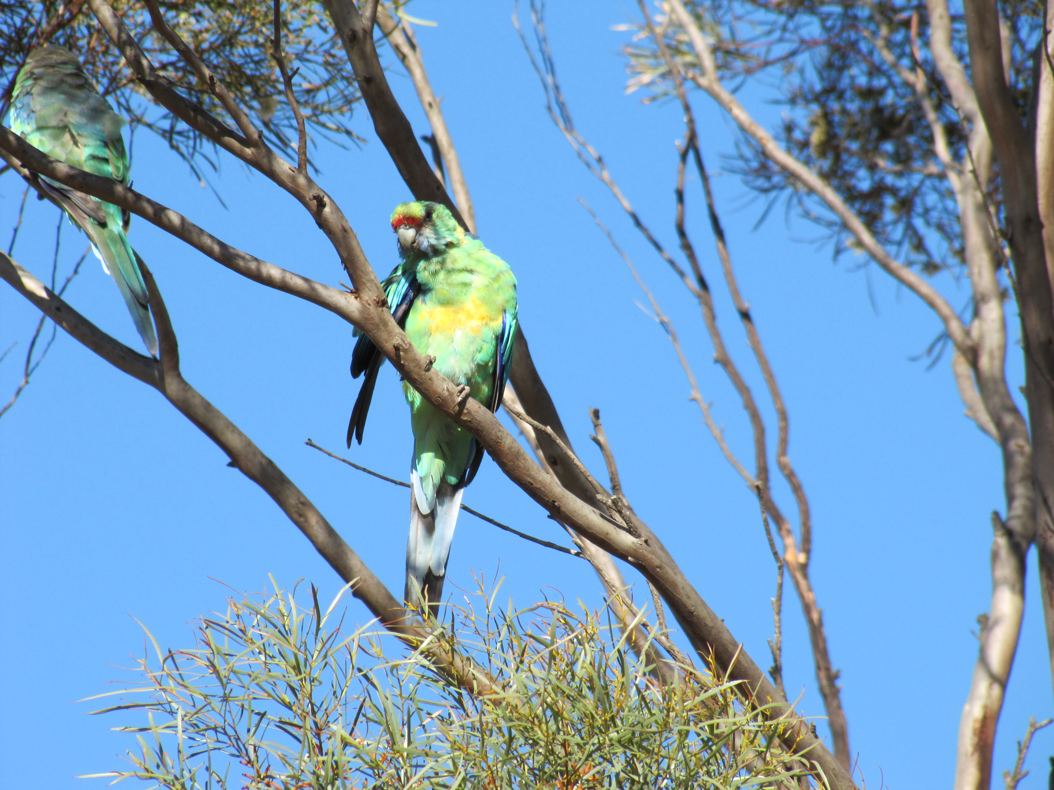 Australian Ringneck parrot - Trevor's Birding