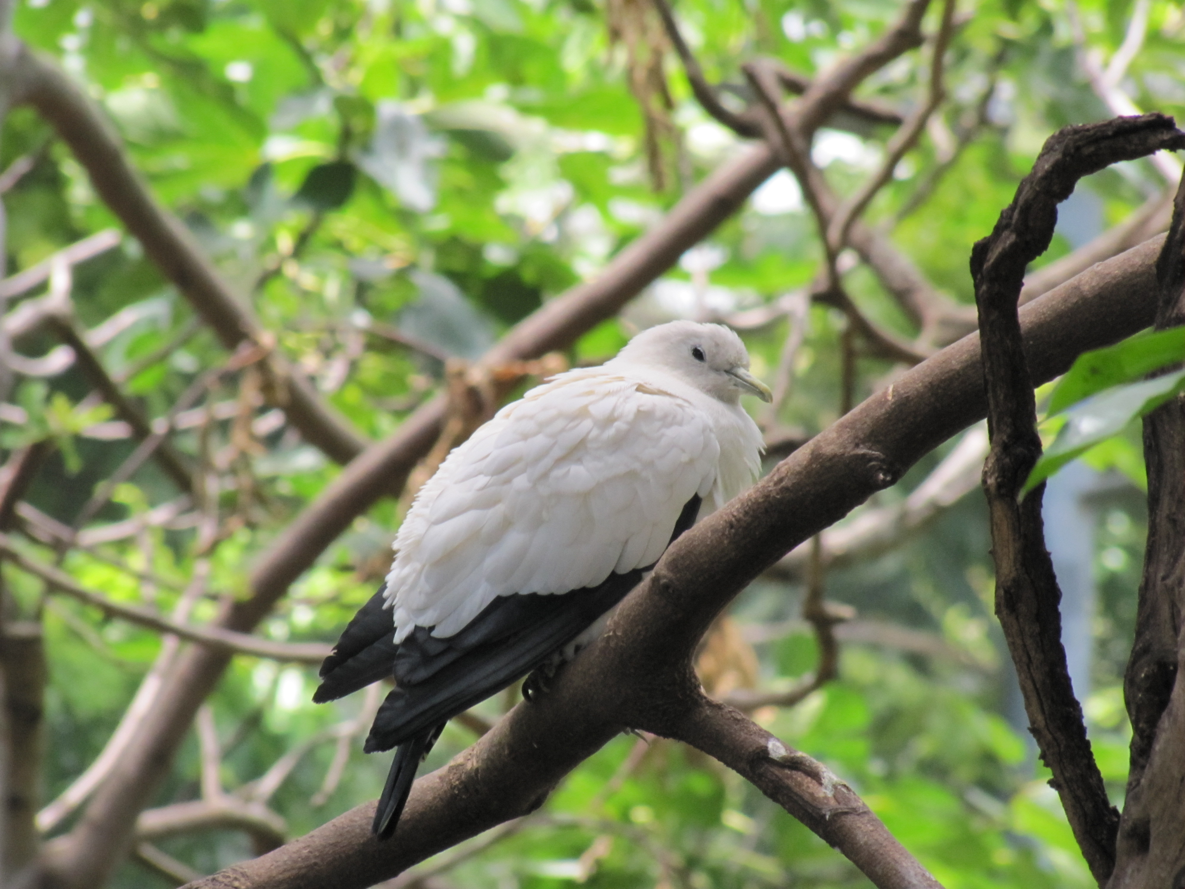 Pied Imperial-pigeon, Adelaide Zoo - Trevor's Birding