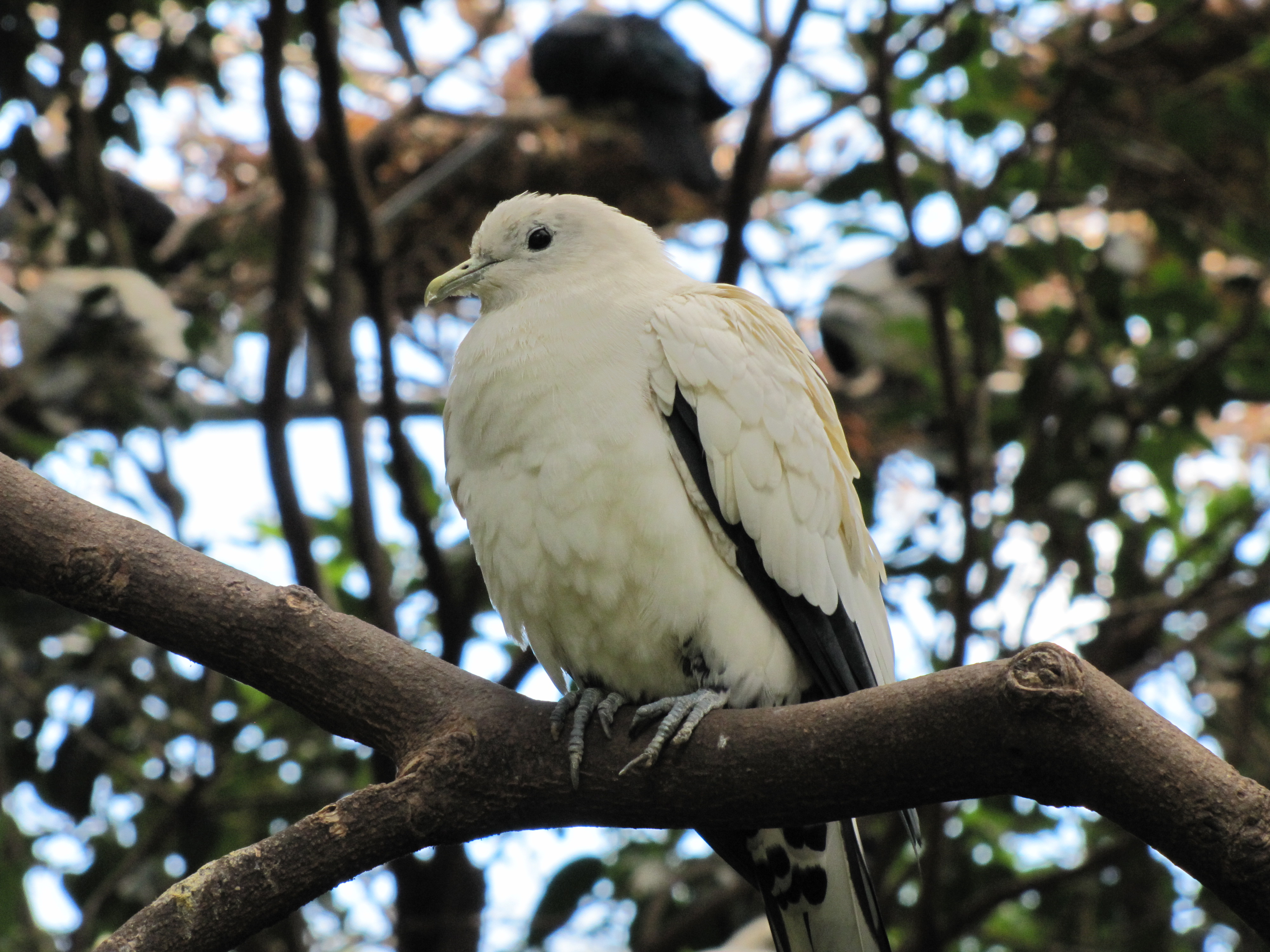 Pied Imperial-pigeon, Adelaide Zoo - Trevor's Birding