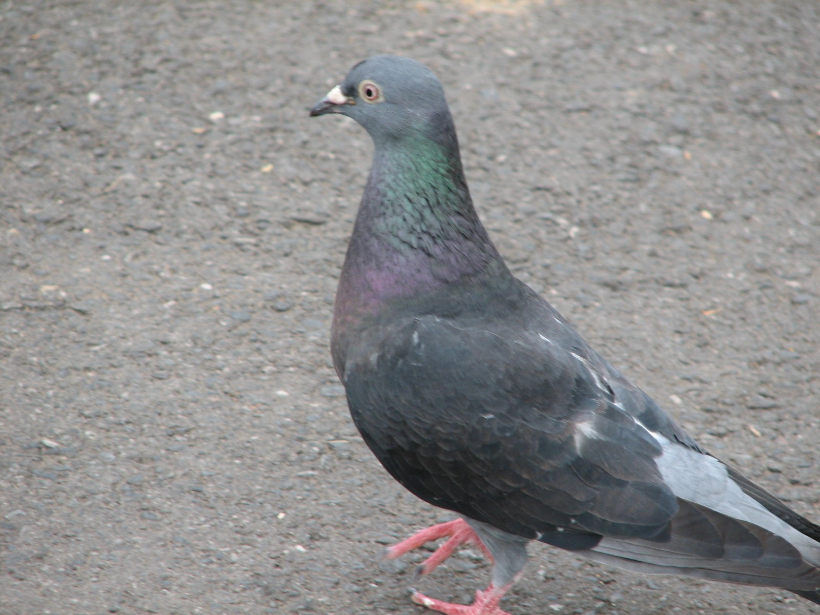 Rock Dove - Trevor's Birding
