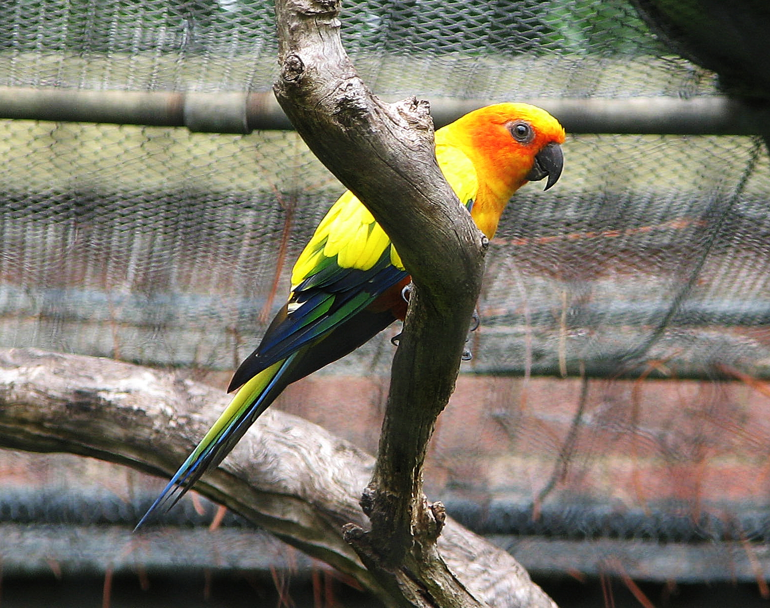 Sun Conure, Adelaide Zoo - Trevor's Birding