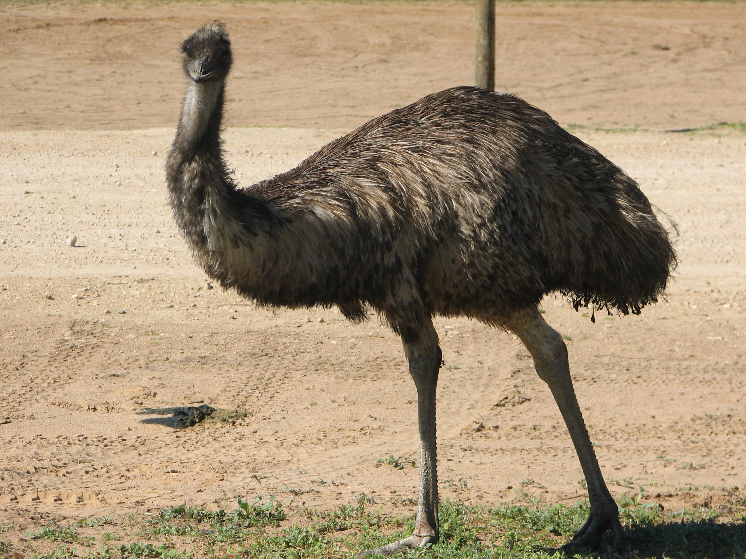 Emu at Monarto Zoo, South Australia - Trevor's Birding