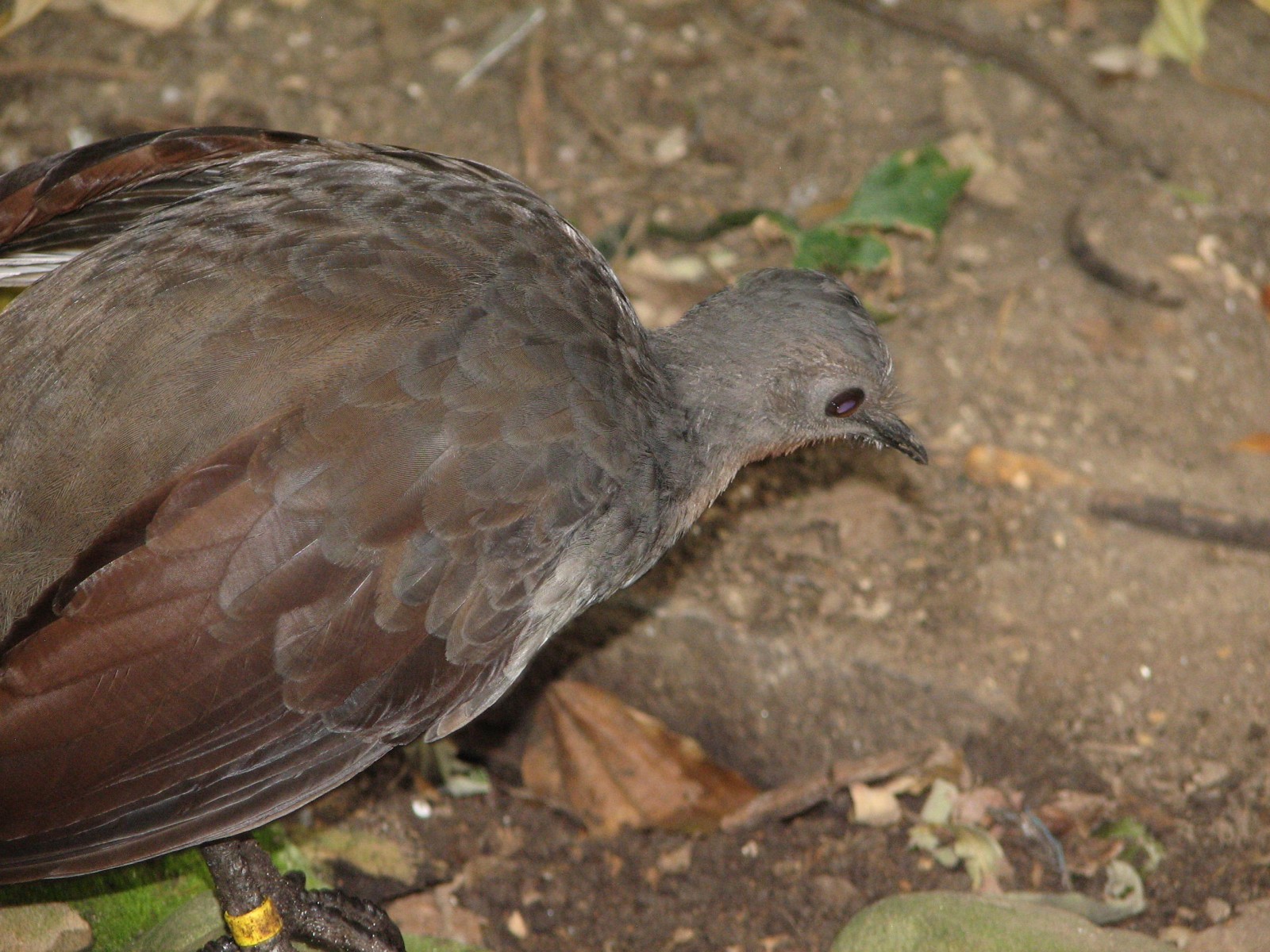 Superb Lyrebird in Adelaide Zoo - Trevor's Birding