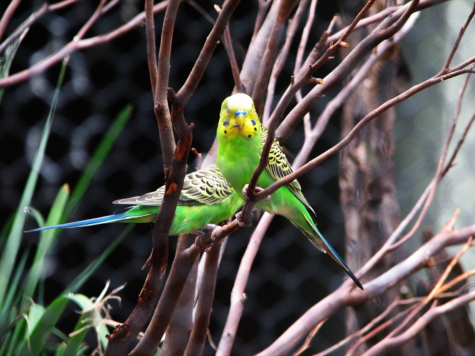 Beautiful Budgerigars - Trevor's Birding