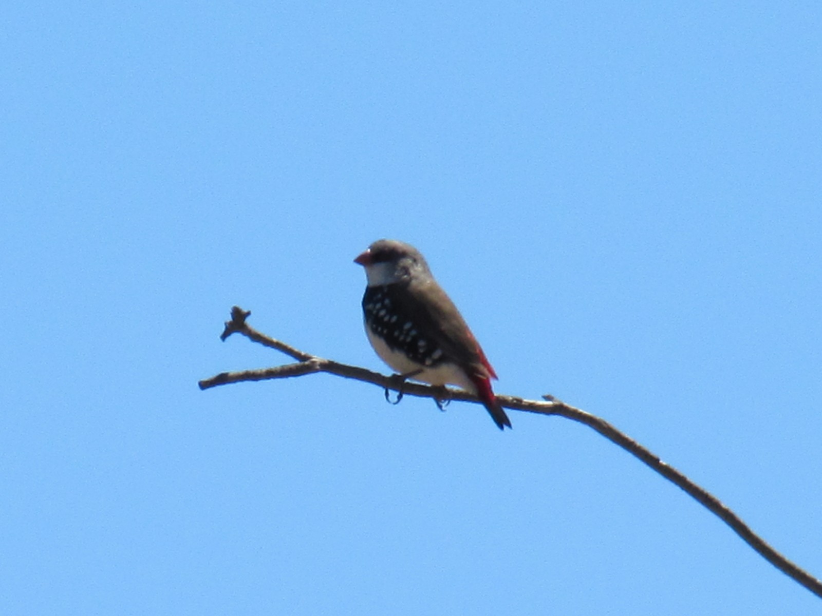 Diamond Firetail finch, Monarto, South Australia - Trevor's Birding