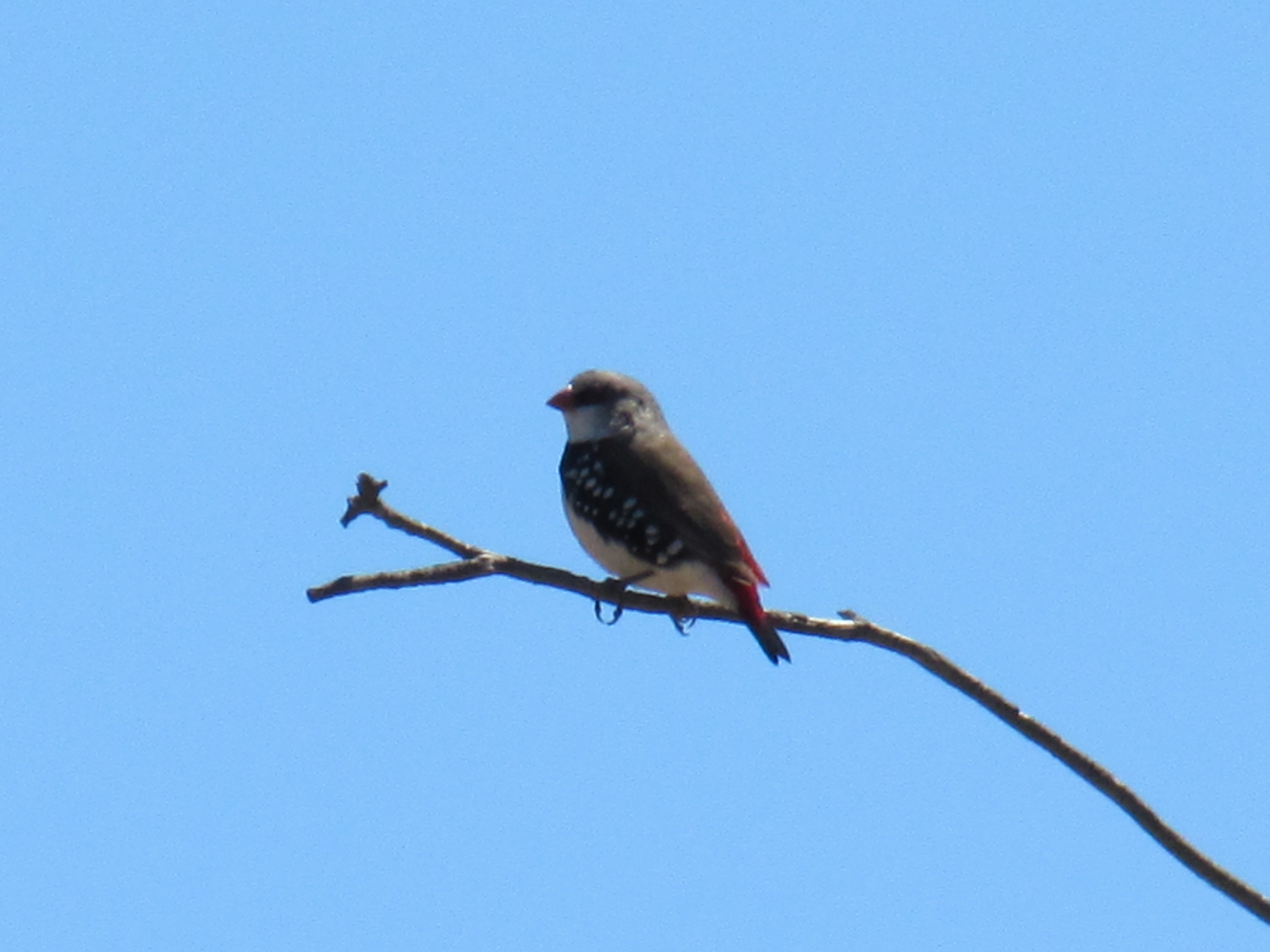 Diamond Firetail finch, Monarto, South Australia - Trevor's Birding