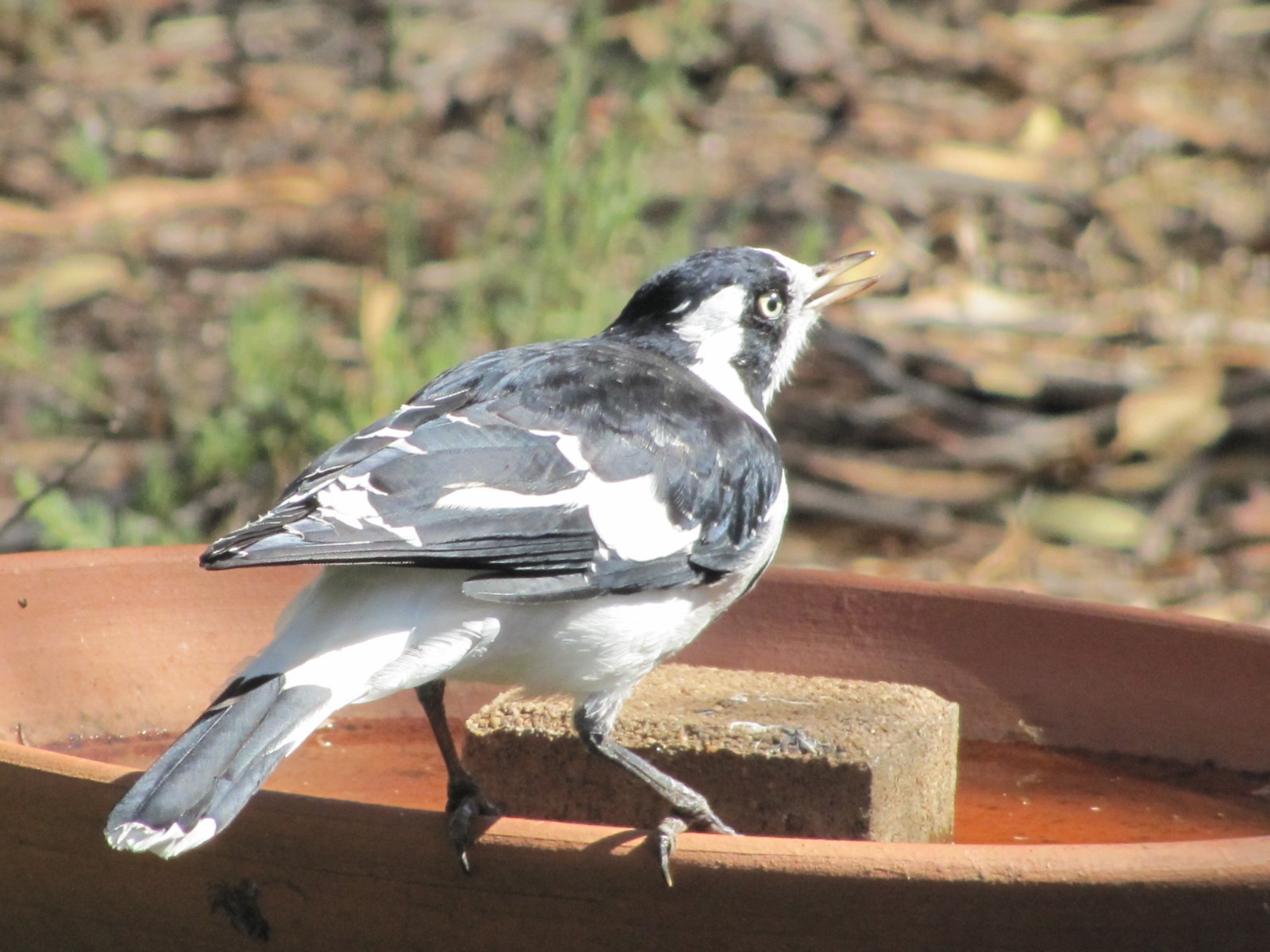 Photographic study of an Australian Magpie Lark - Trevor's Birding