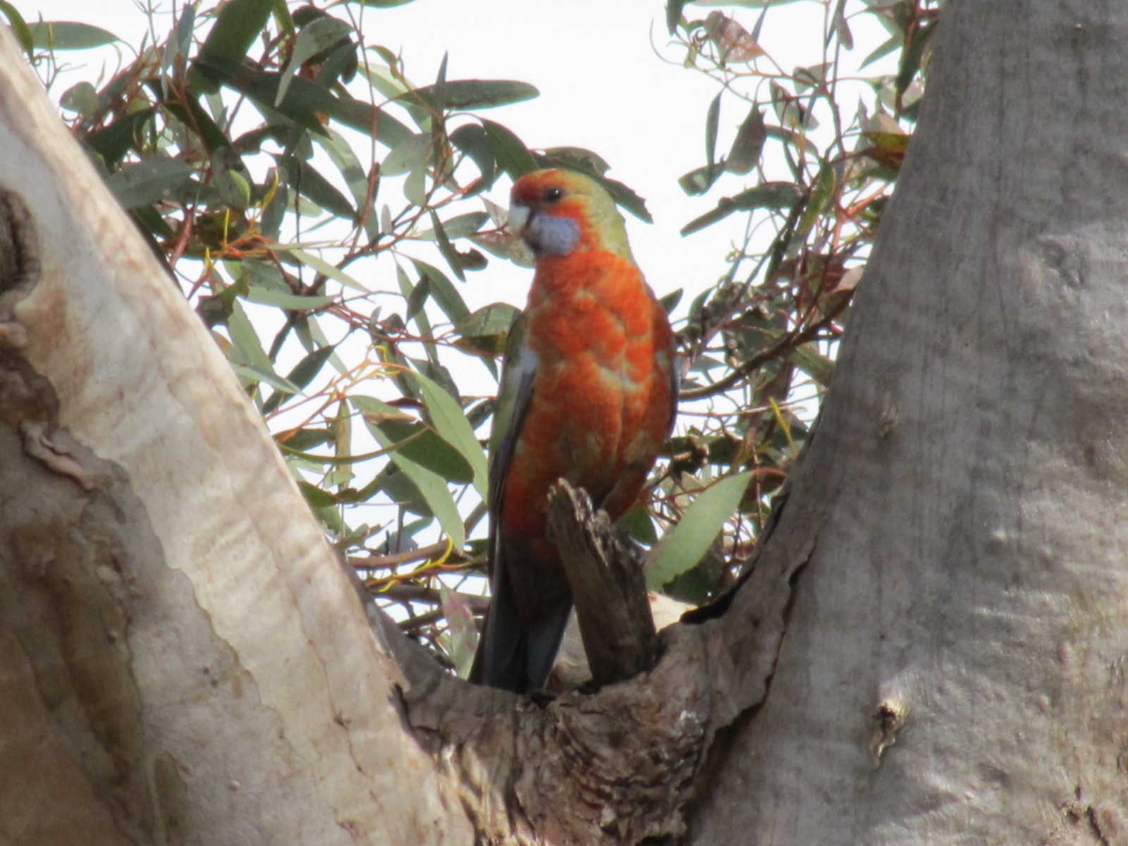 Rosellas come to visit - Trevor's Birding