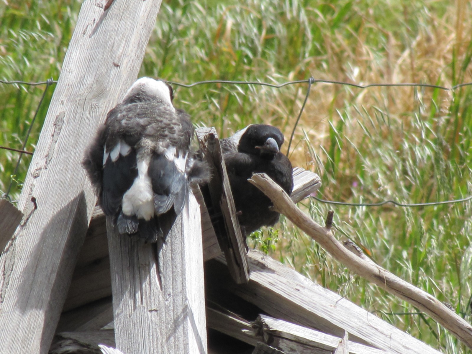 Wild weather and baby magpies - Trevor's Birding