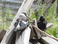 Wild weather and baby magpies - Trevor's Birding