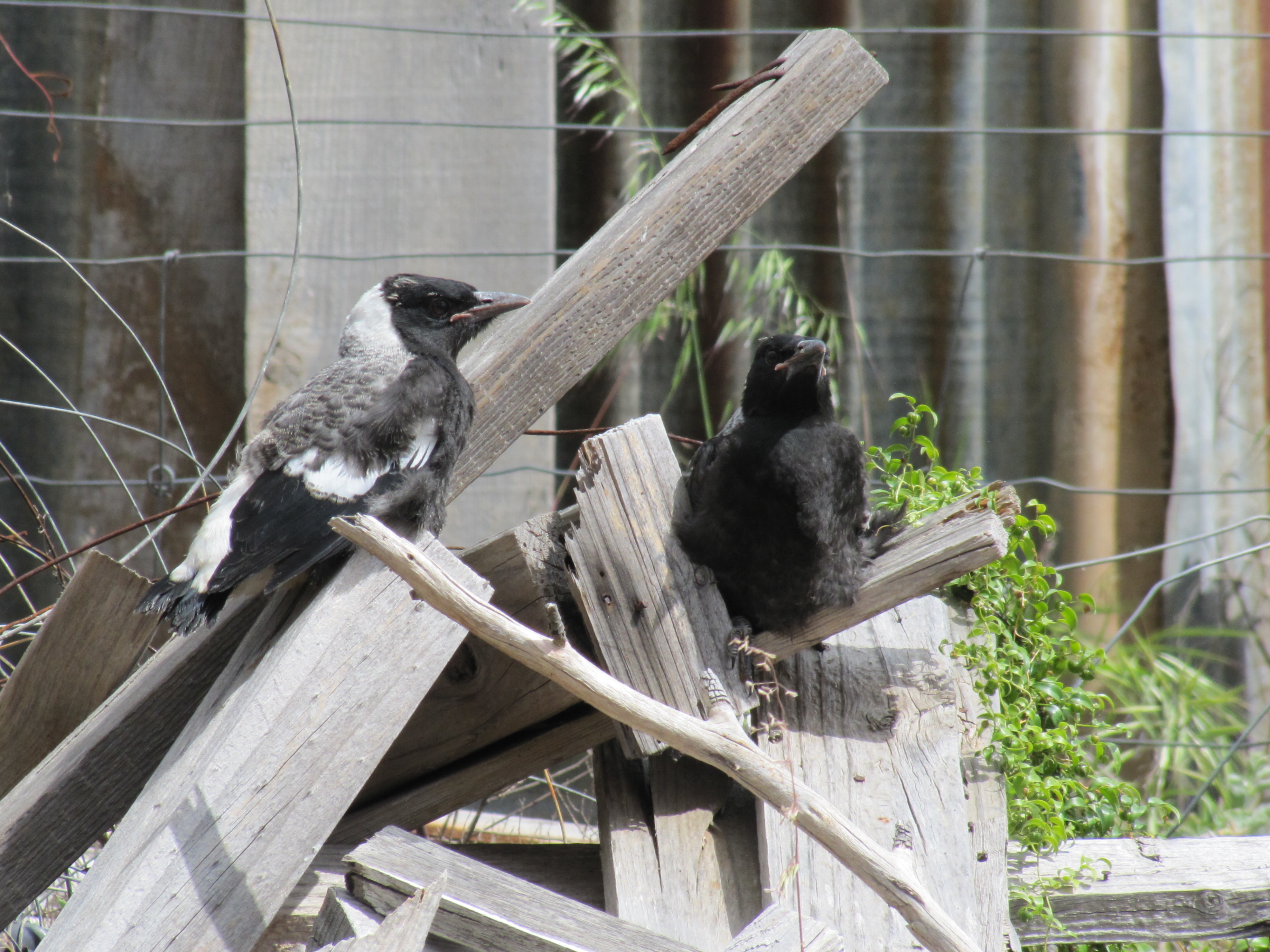 Baby Australian Magpies huddled against the wind - Trevor's Birding