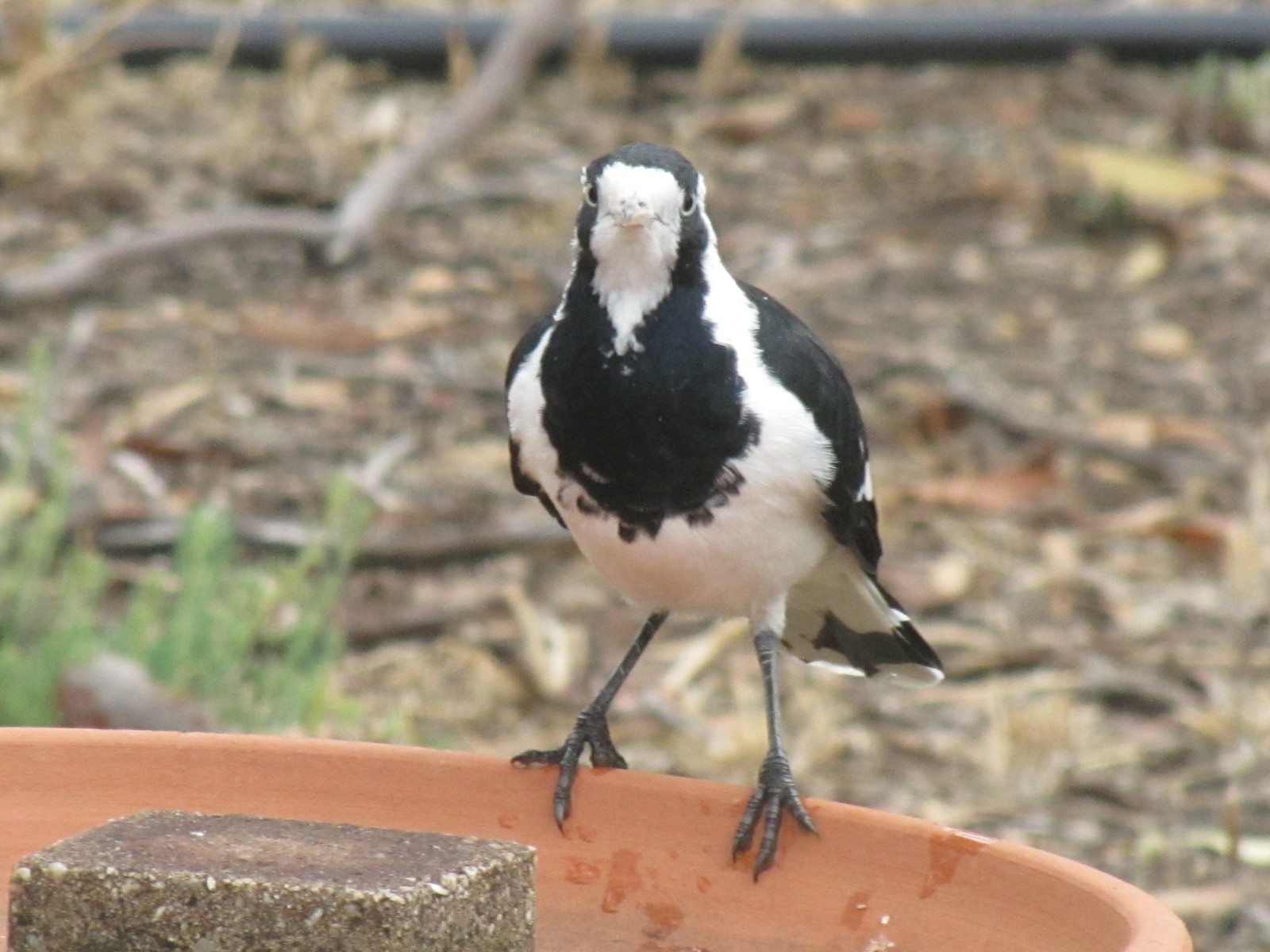 Magpie Lark posing - Trevor's Birding