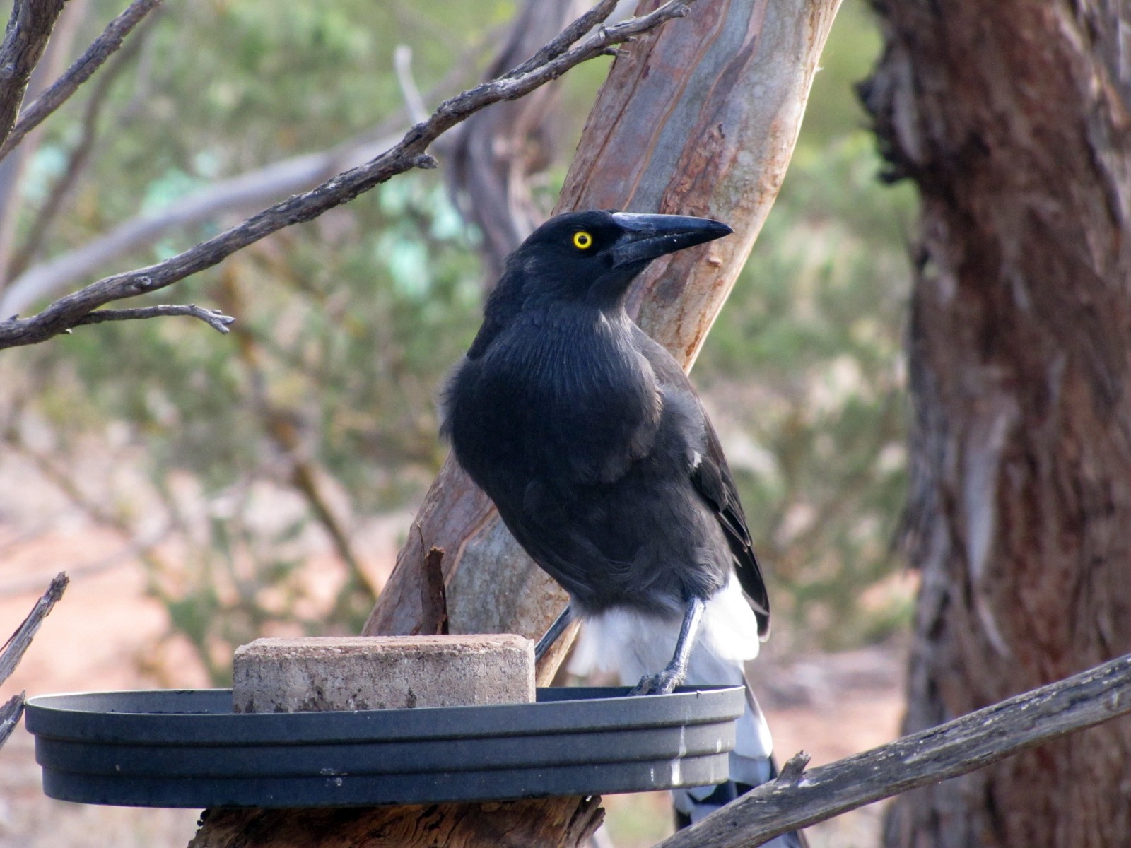 Grey Currawongs Archives - Trevor's Birding - Trevor's Birding