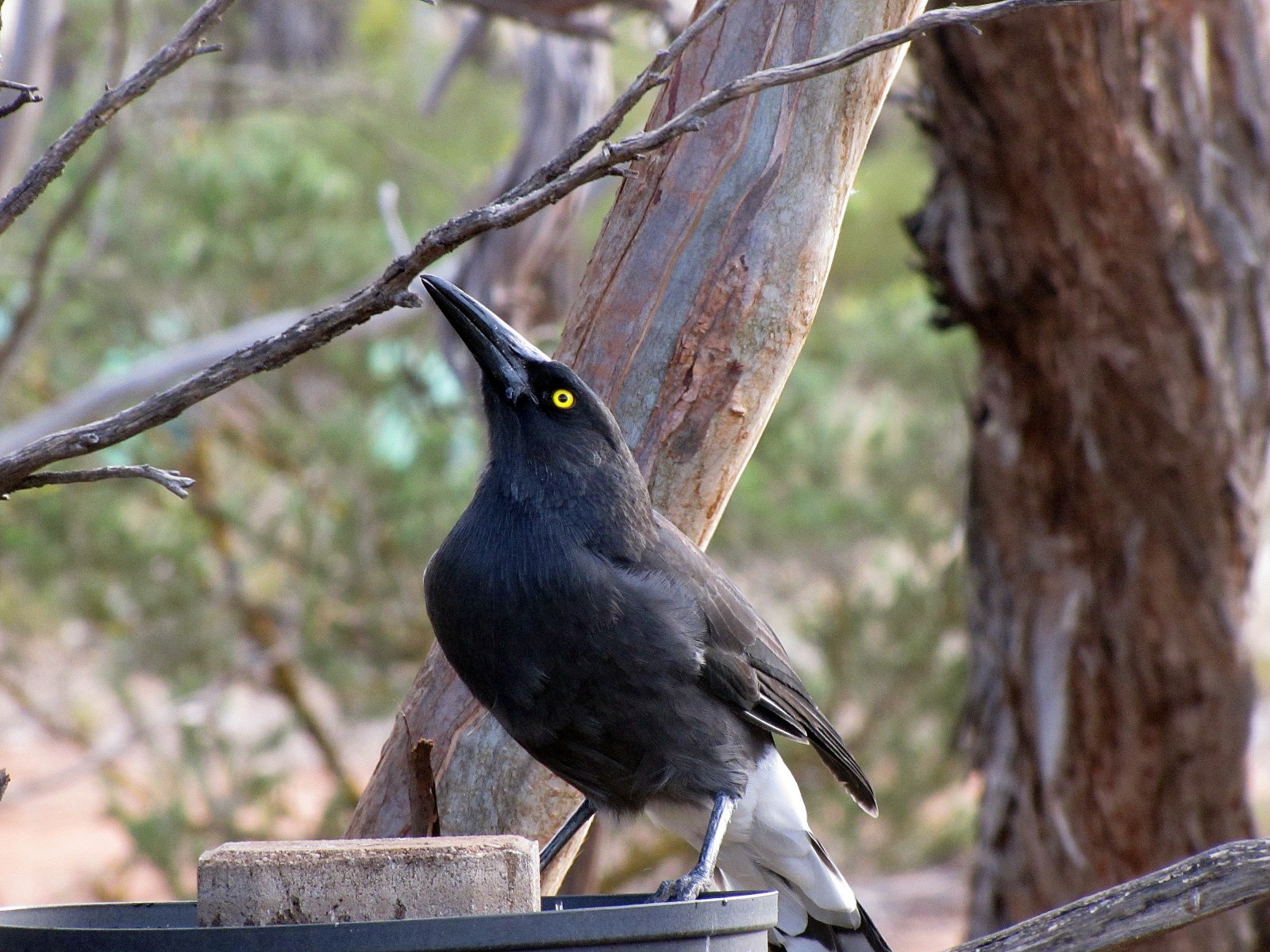 Grey Currawongs Archives - Trevor's Birding - Trevor's Birding