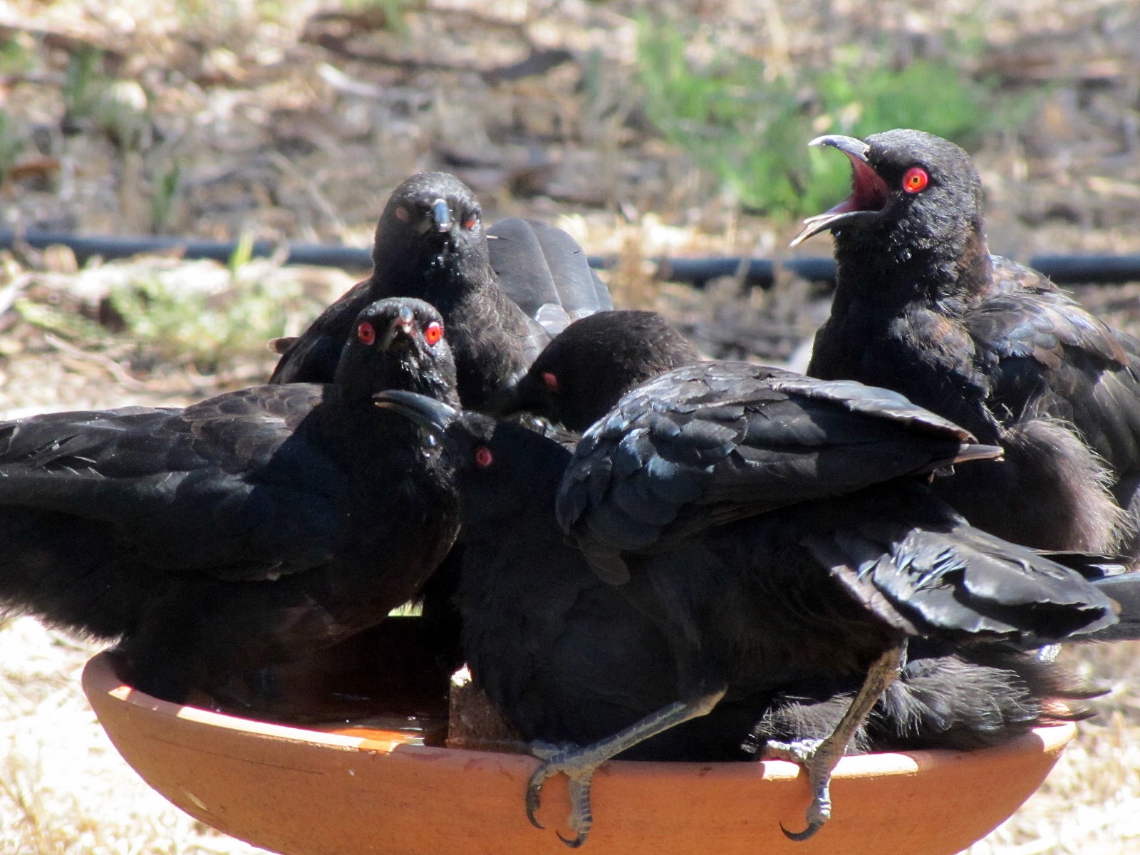 White-winged Choughs Archives - Trevor's Birding - Trevor's Birding