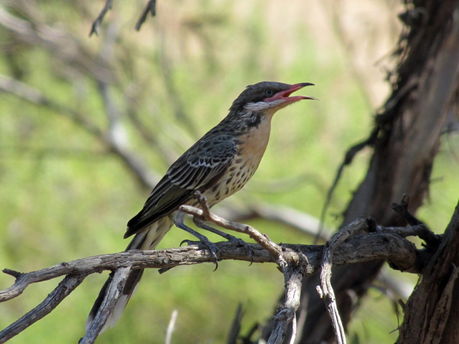 Spiny-cheeked honeyeater Archives - Trevor's Birding - Trevor's Birding