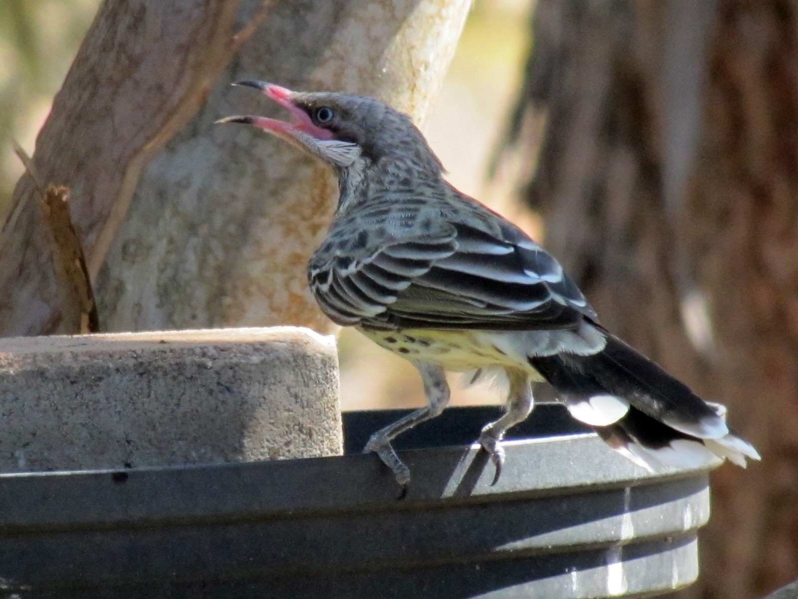 Spiny-cheeked honeyeater Archives - Trevor's Birding - Trevor's Birding