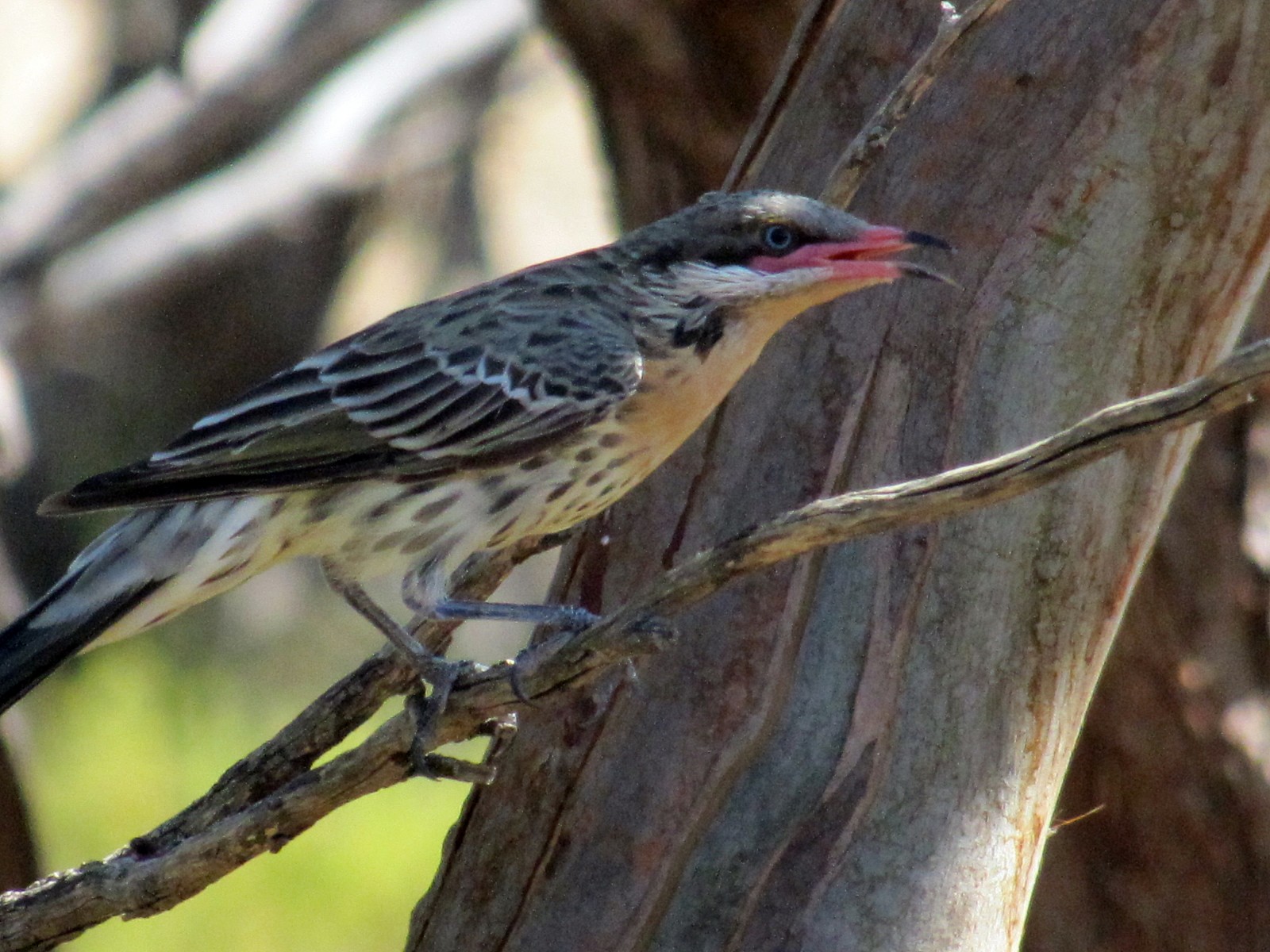 Spiny-cheeked honeyeater Archives - Trevor's Birding - Trevor's Birding