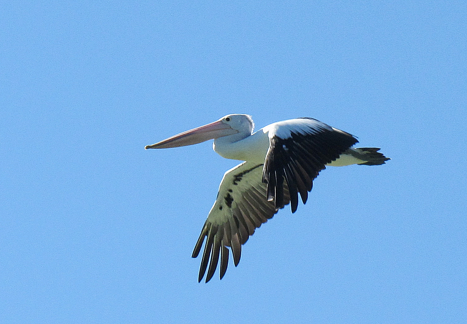 Pelicans Archives - Trevor's Birding - Trevor's Birding