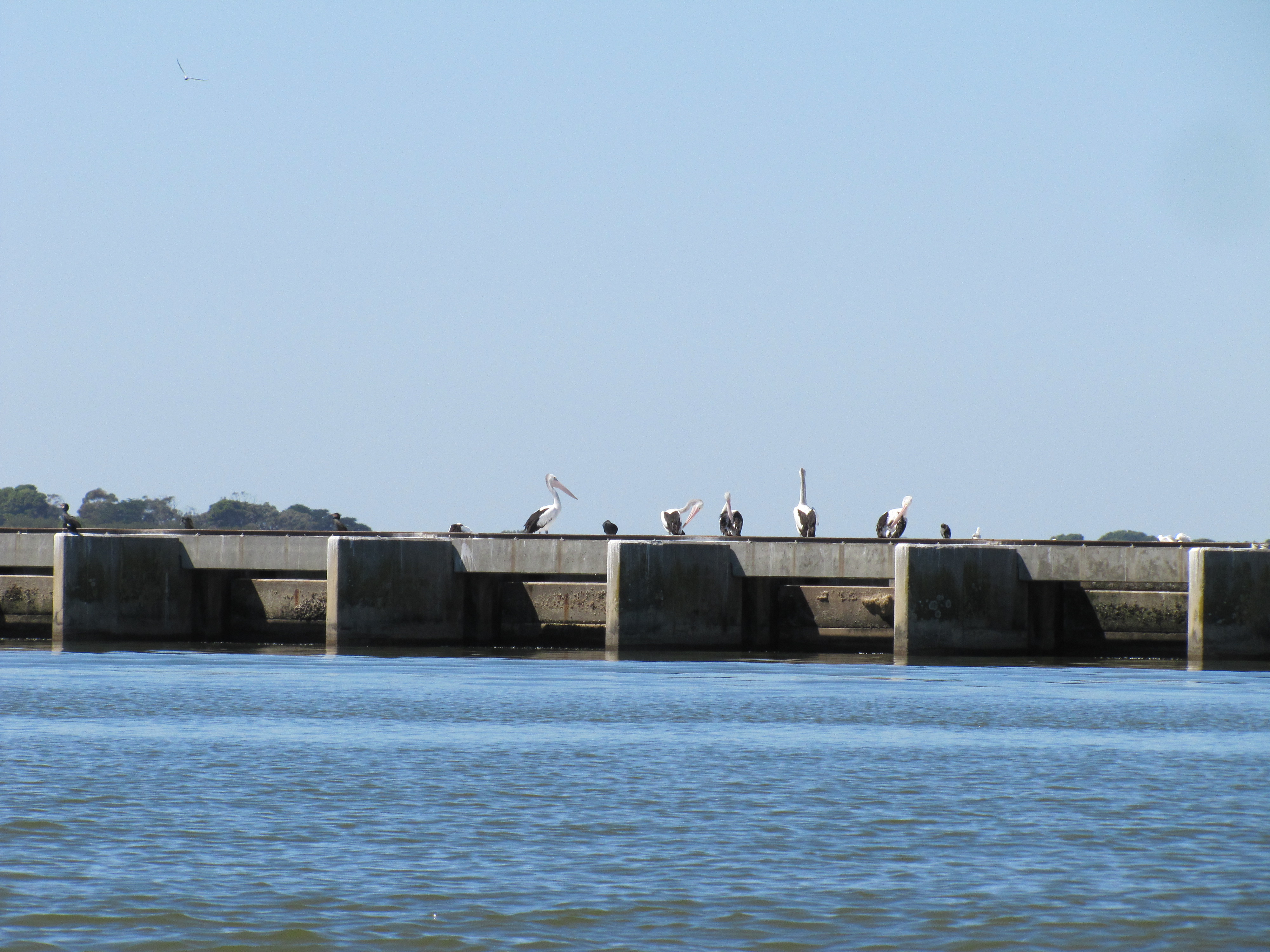 img-7988-trevor-s-birding
