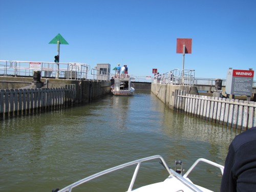 Australian Sea Lions, Goolwa - Trevor's Birding