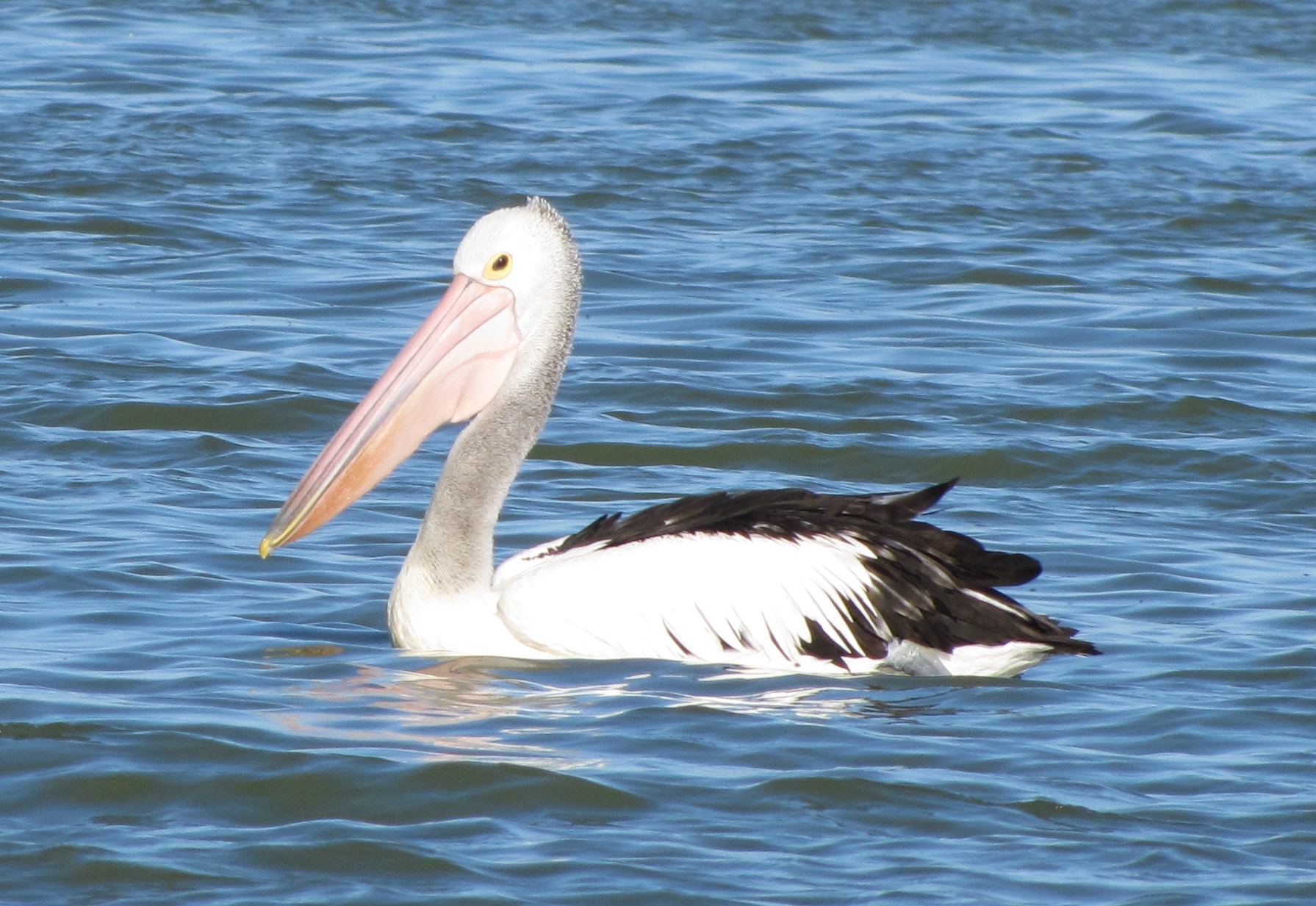 Australian Pelican Archives - Trevor's Birding - Trevor's Birding
