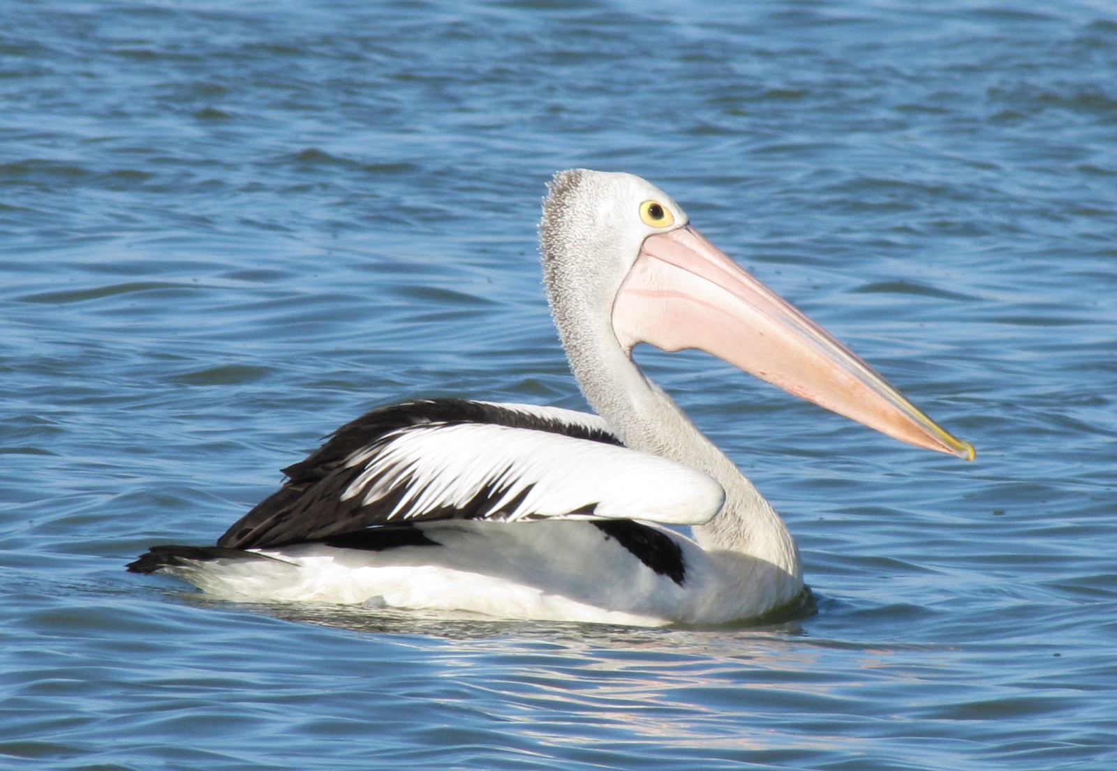 Australian Pelican Archives - Trevor's Birding - Trevor's Birding