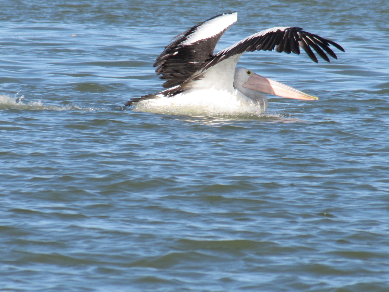 Australian Pelican Archives - Trevor's Birding - Trevor's Birding