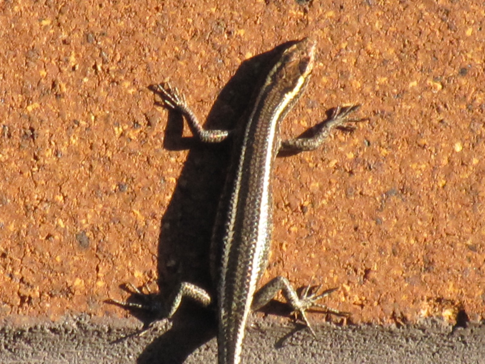 Common Garden Skink Archives - Trevor's Birding - Trevor's Birding