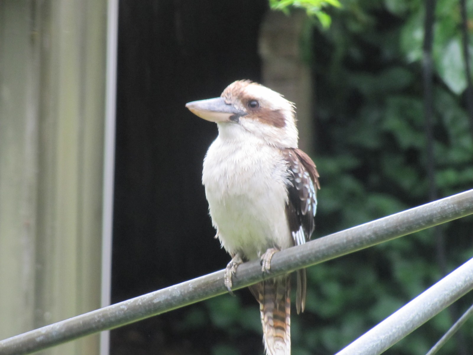 Laughing Kookaburra, Artarmon - Trevor's Birding