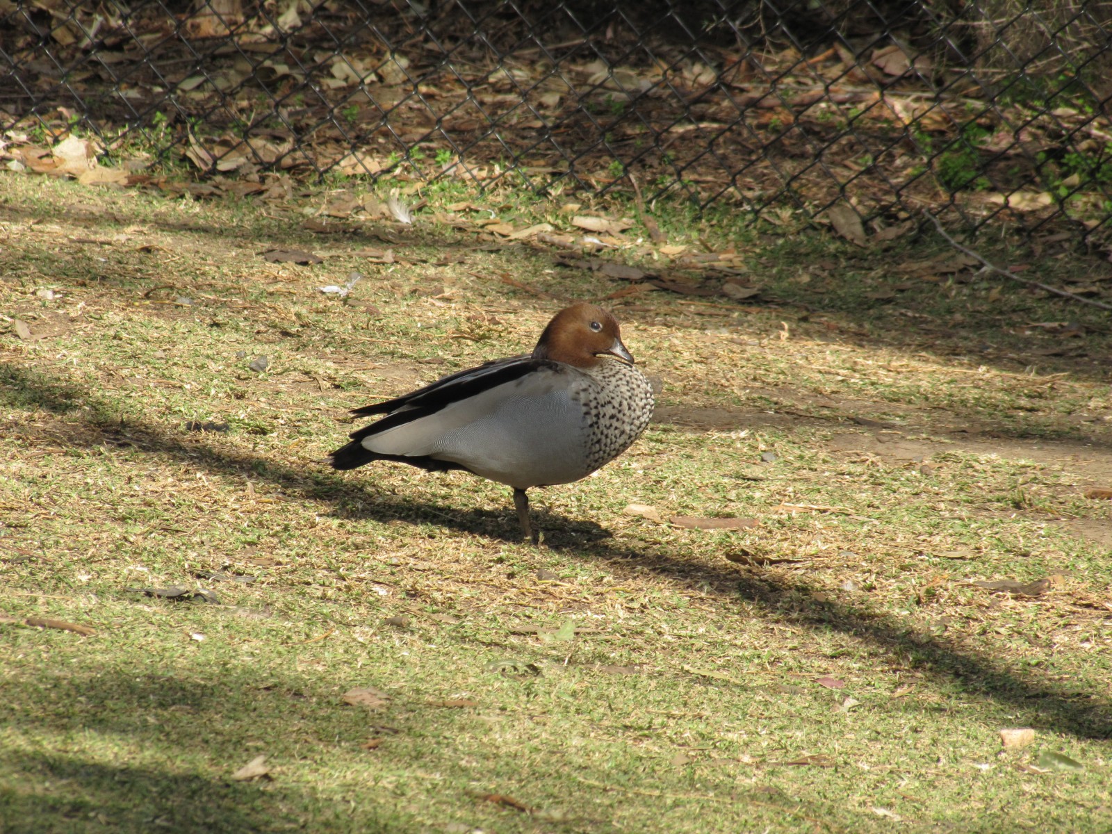 Ducks at the Australian Reptile Park - Trevor's Birding